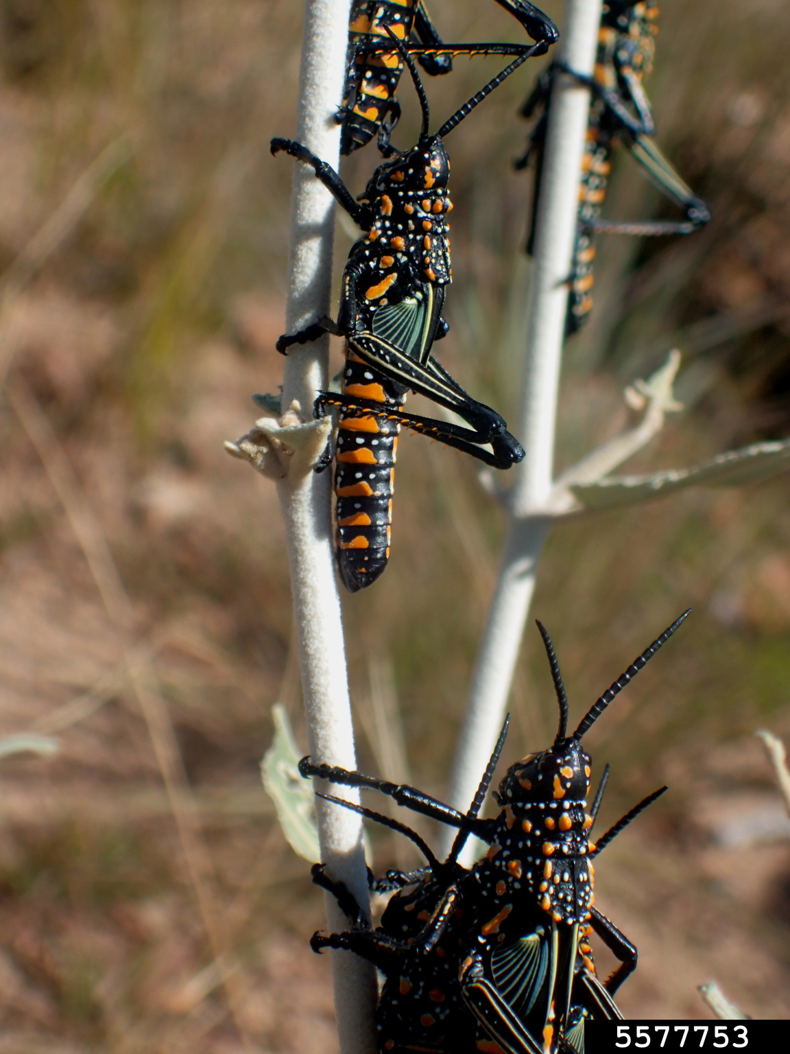 rainbow milkweed locust (Phymateus saxosus Coquerel, 1861)