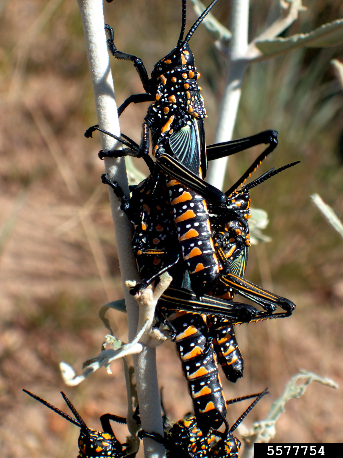 rainbow milkweed locust (Phymateus saxosus Coquerel, 1861)