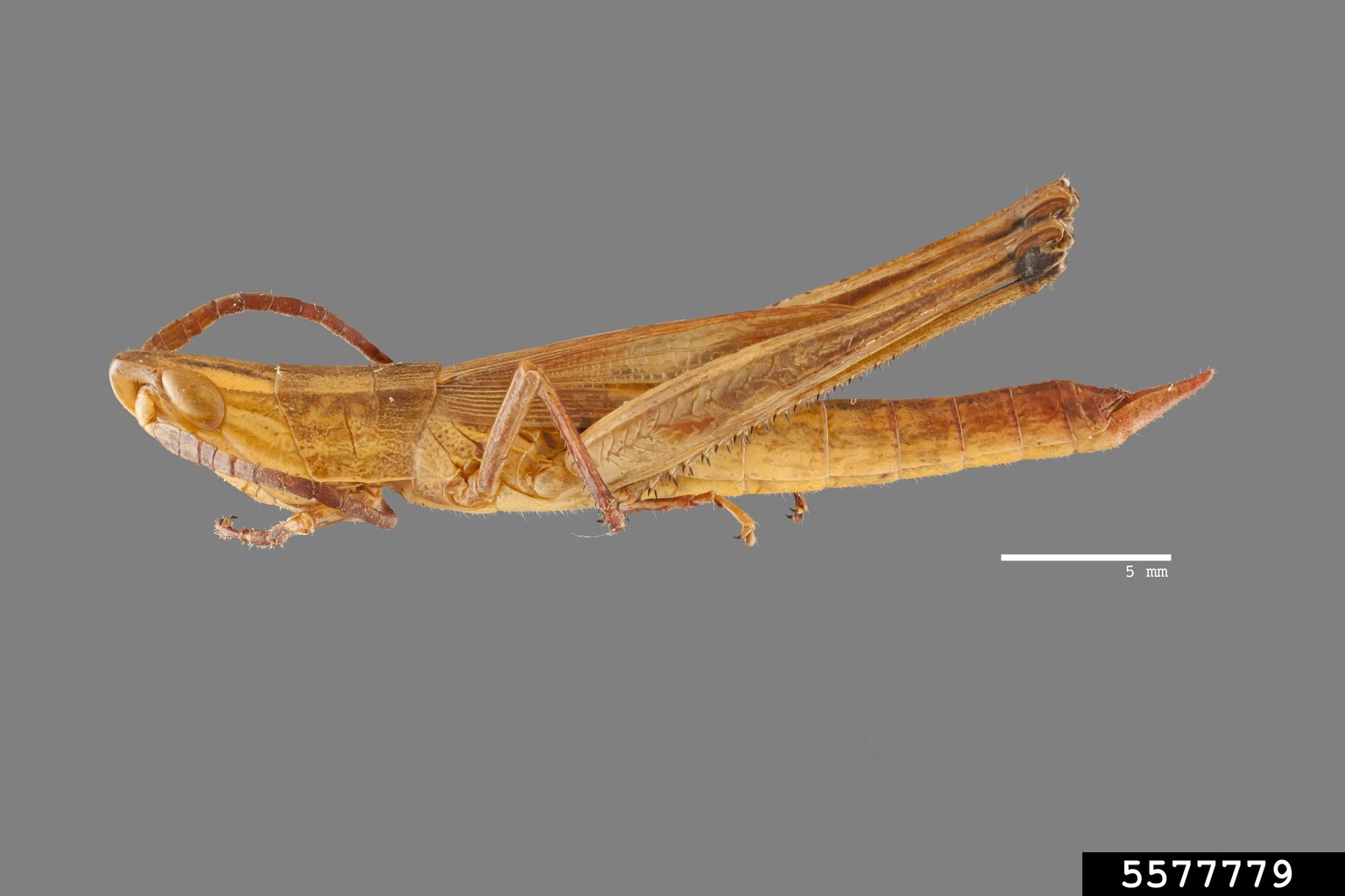 short-winged toothpick grasshopper (Pseudopomala brachyptera (Scudder ...