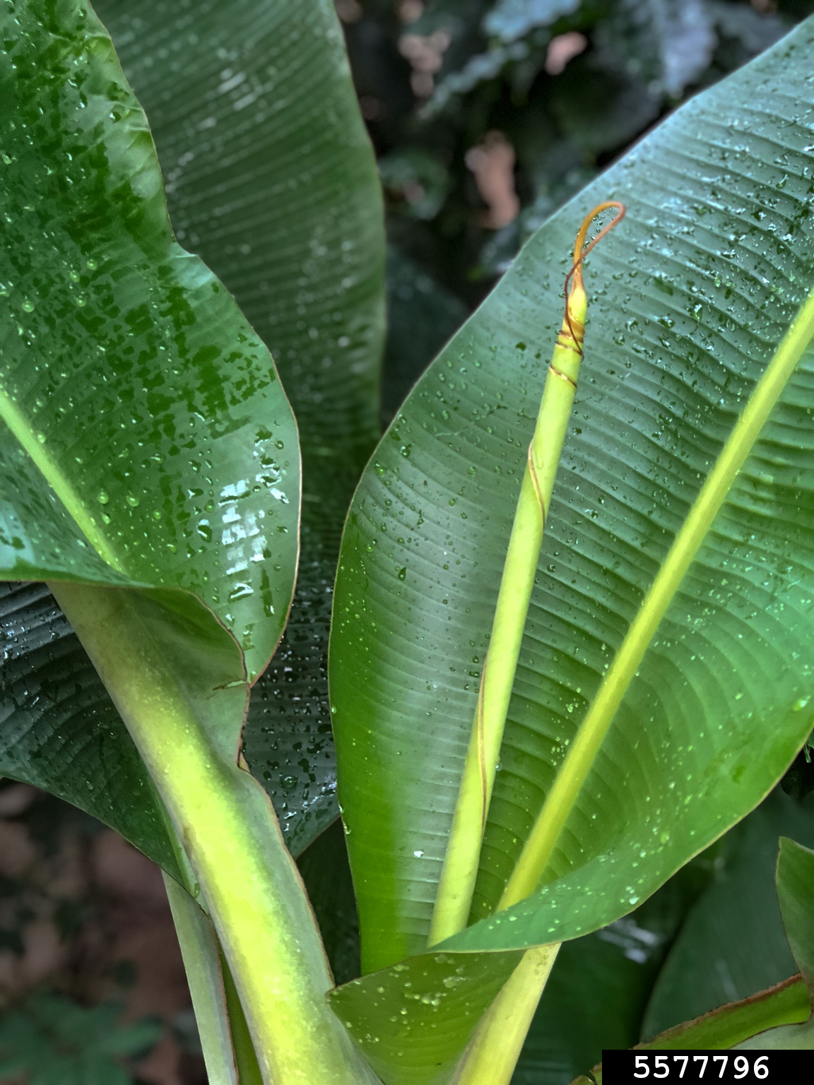 bananas (Genus Musa L.)