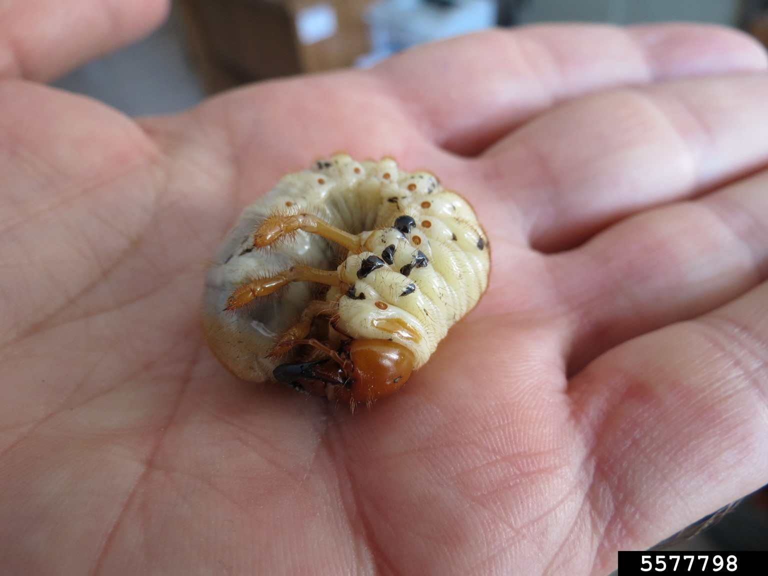 pine chafer (Polyphylla fullo (Linnaeus, 1758))