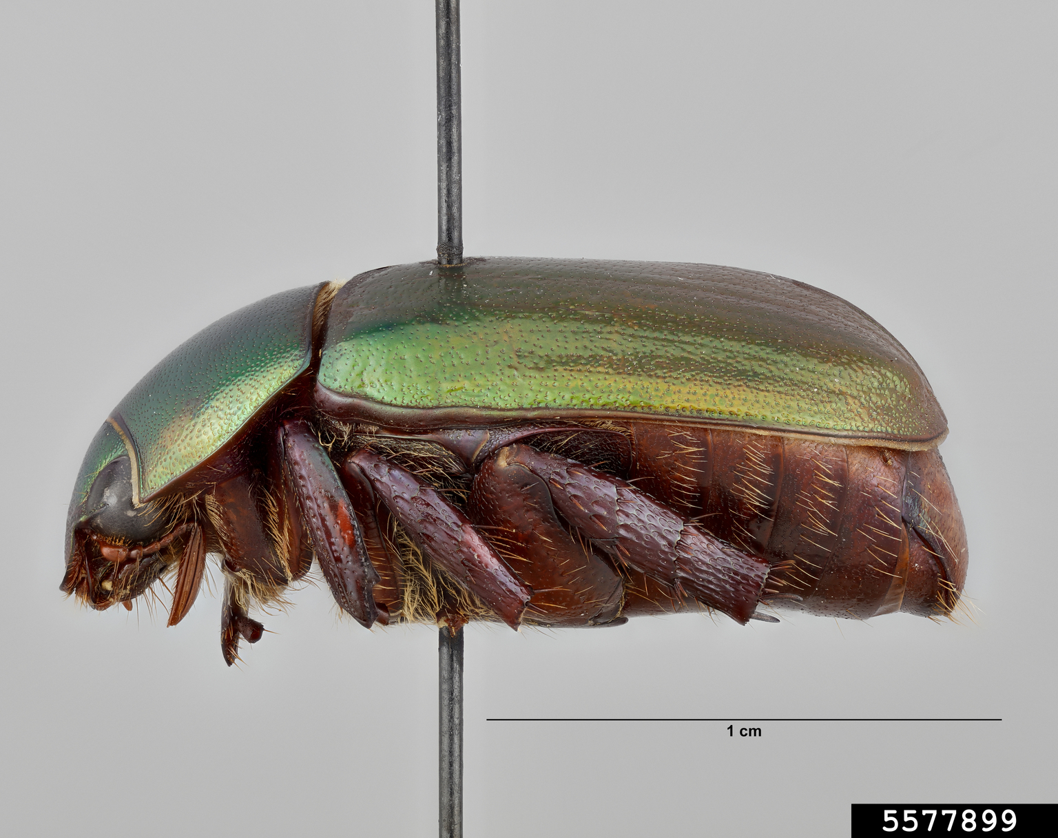 chafer beetle (Anomala ceramopyga)