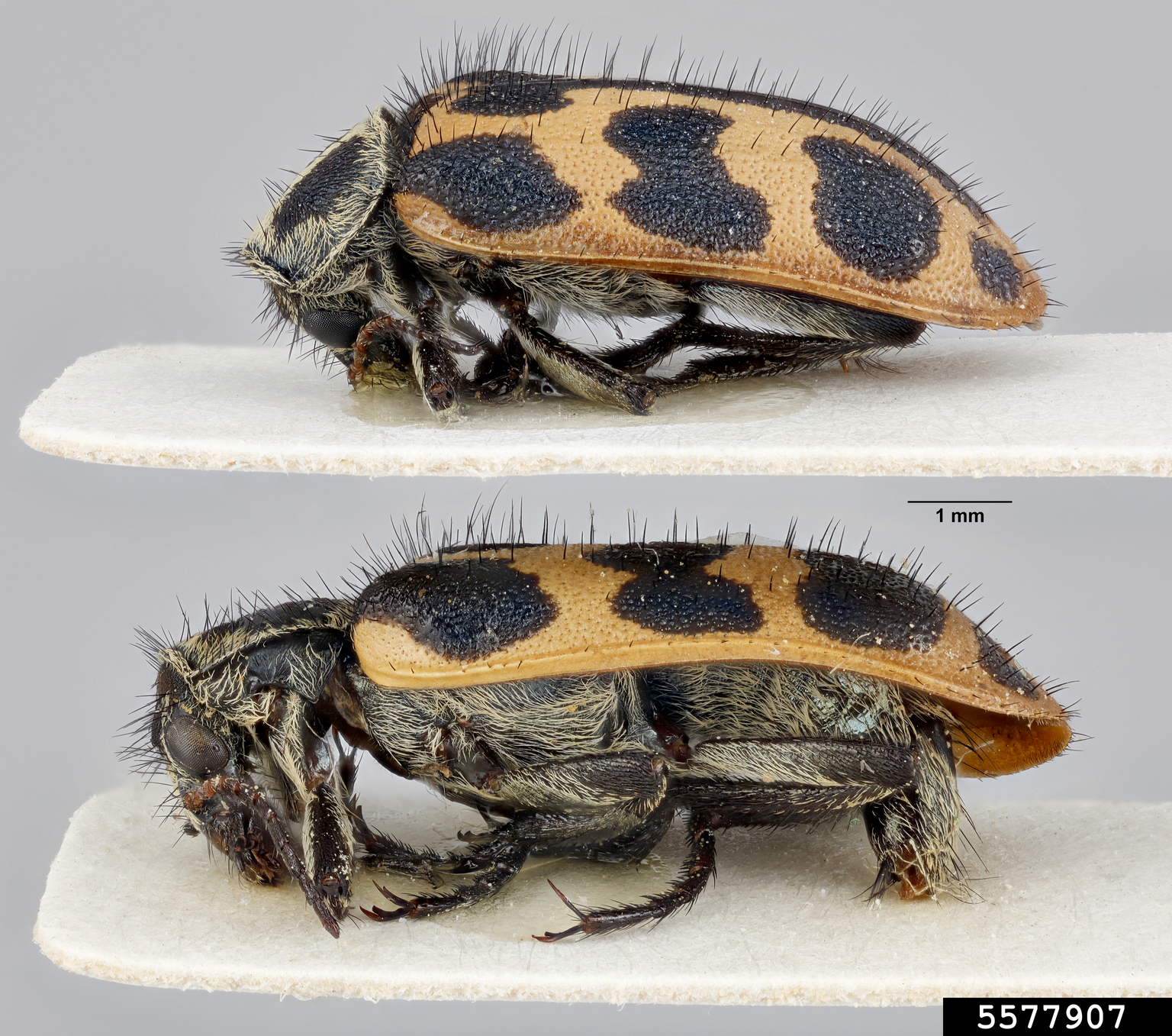 spotted maize beetle (Astylus atromaculatus)