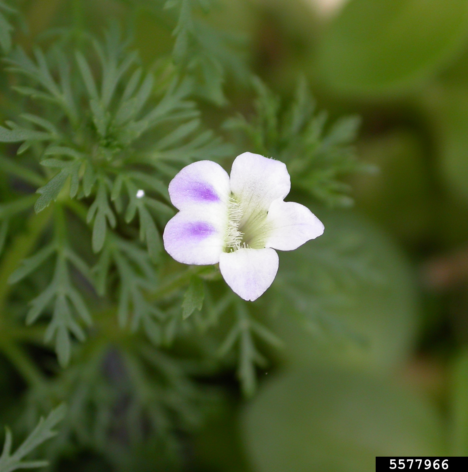 limnophila (Limnophila sessiliflora)