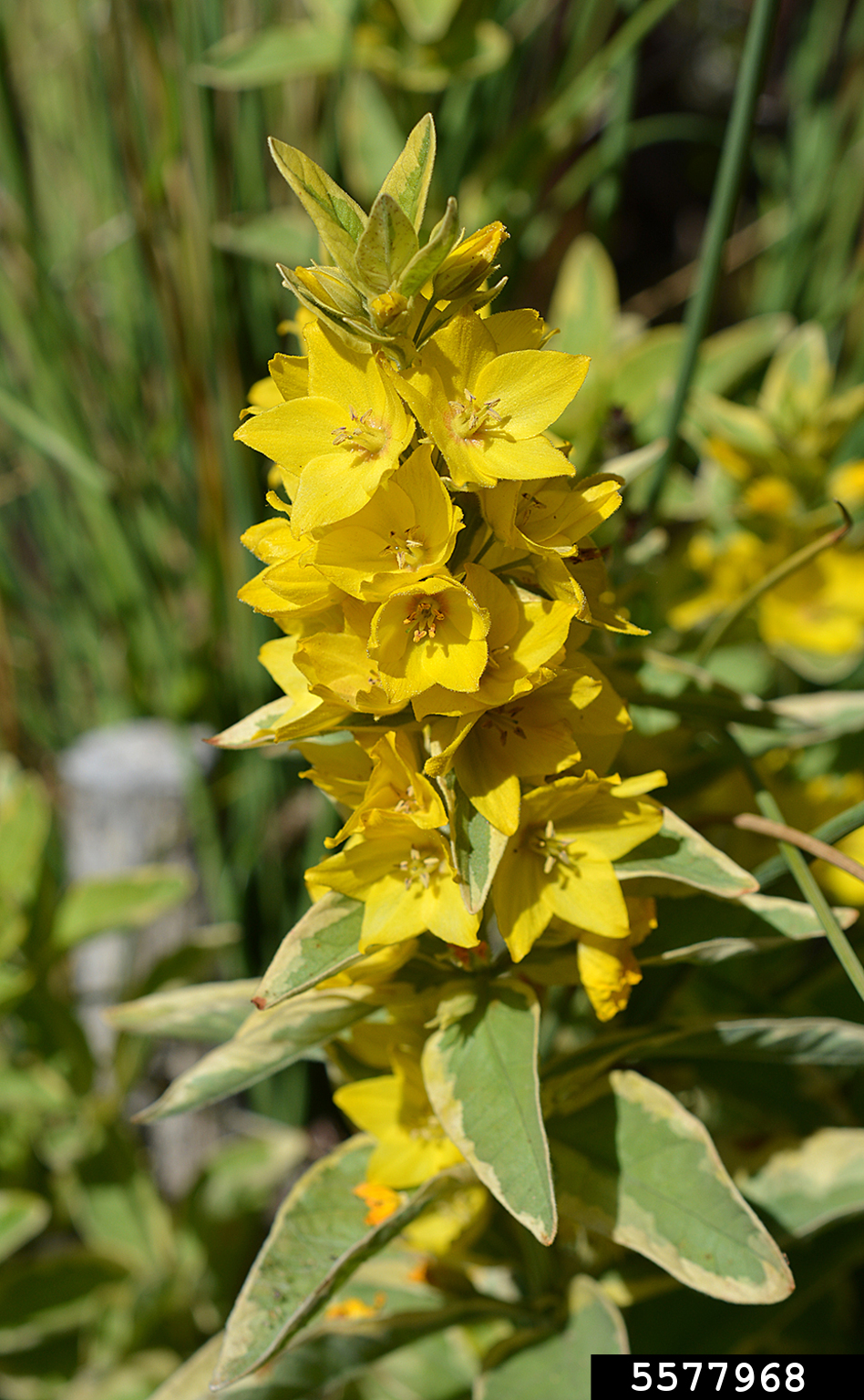 garden loosestrife (Lysimachia vulgaris)