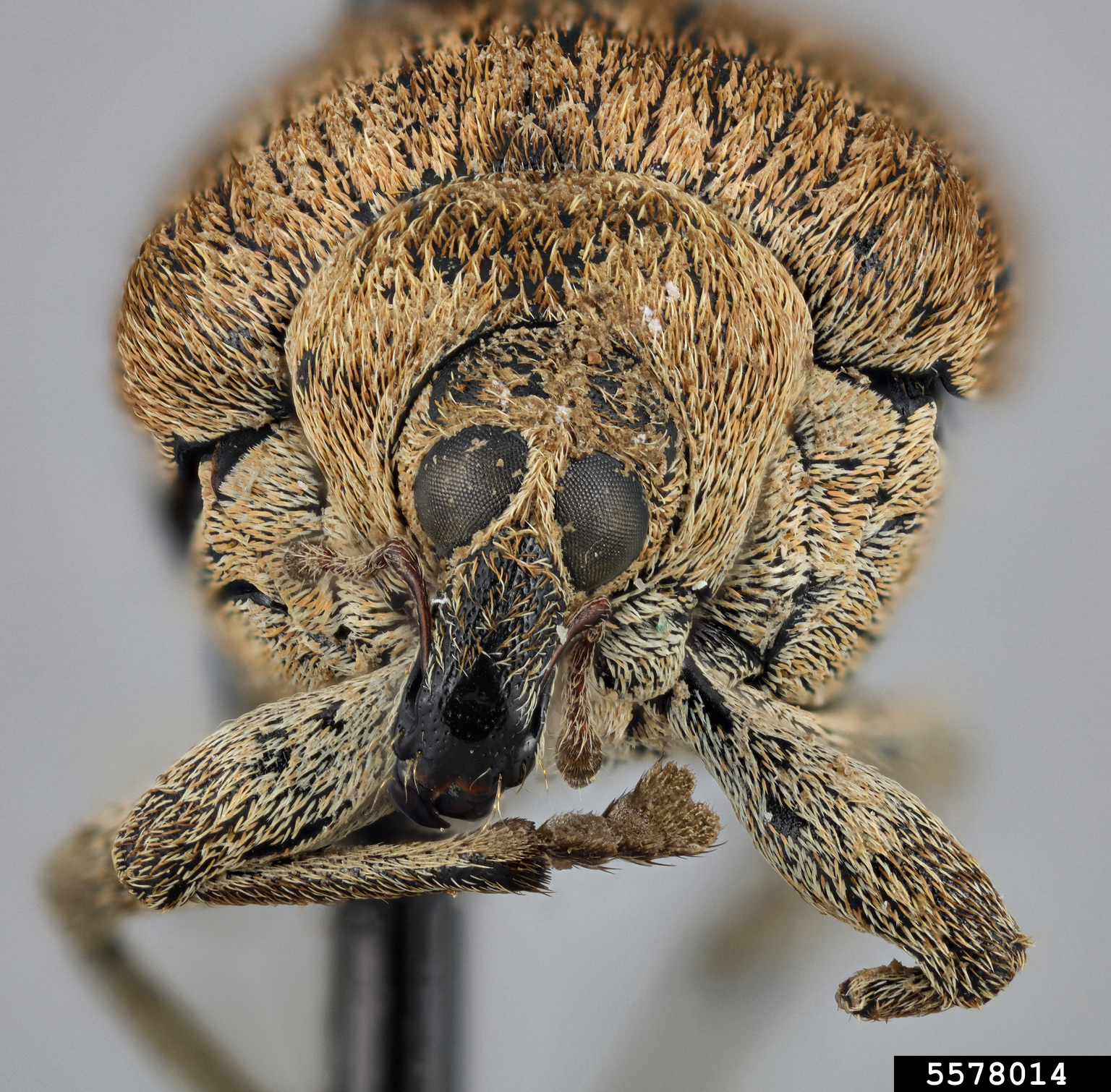 golden-cage weevil (Isorhinus undatus)