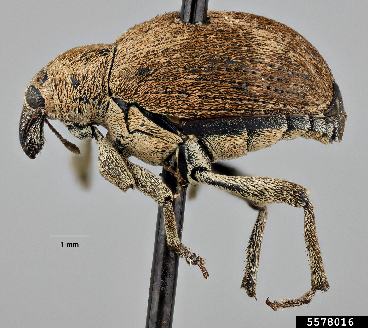 golden-cage weevil (Isorhinus undatus)