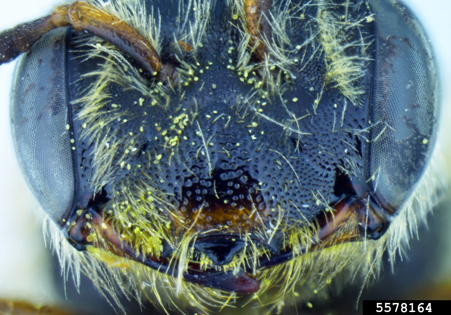 mining bee (Andrena miniata)