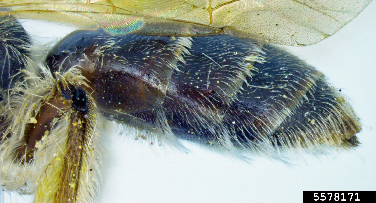 mining bee (Andrena miserabilis Cresson, 1872)