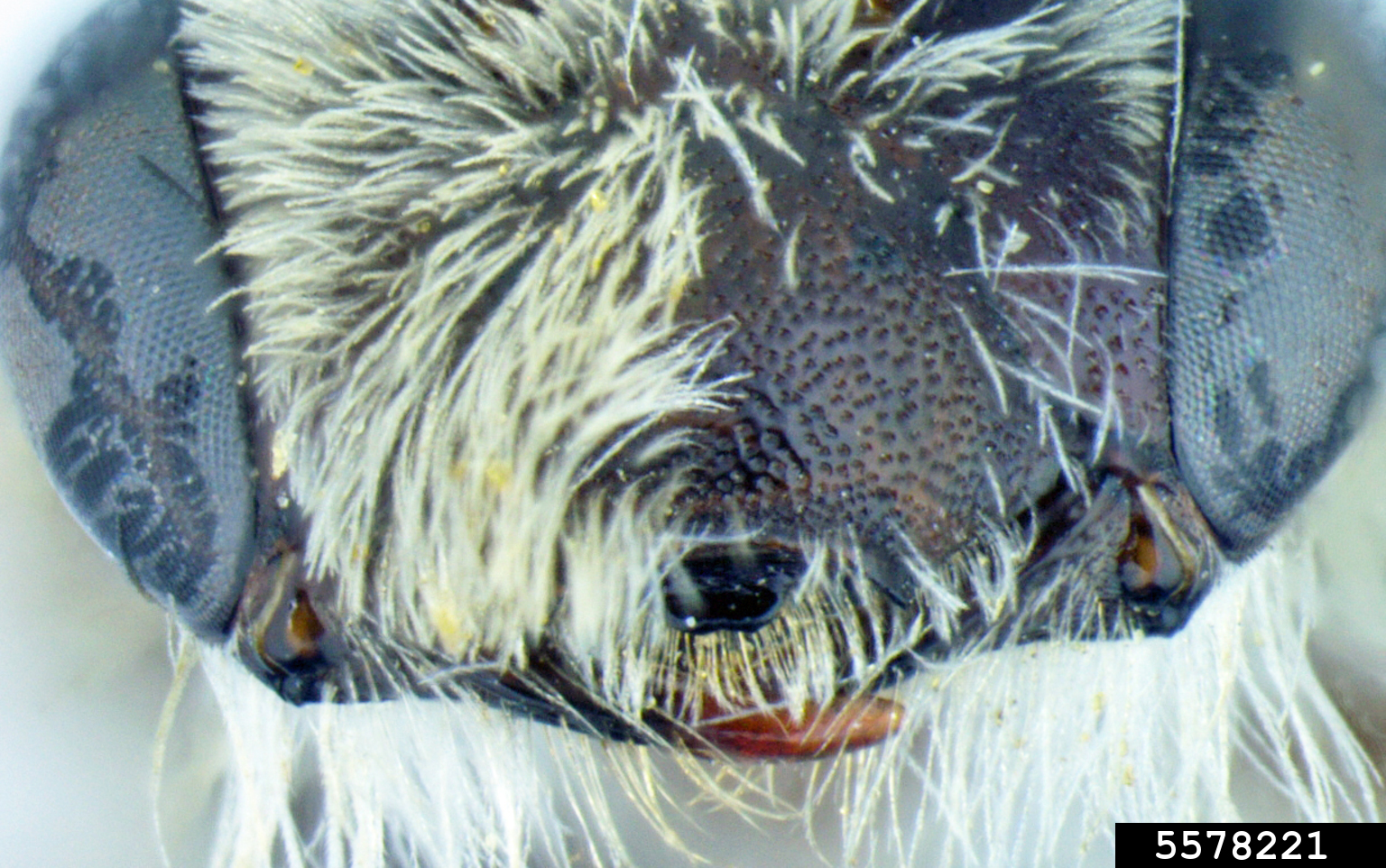 mining bee (Andrena illinoiensis)