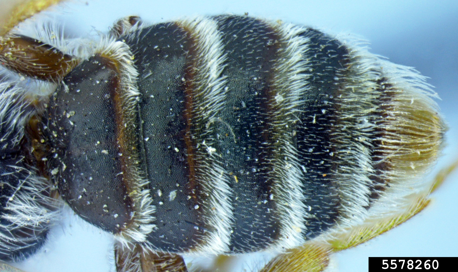 mining bee (Andrena lepidii Ribble,1968)
