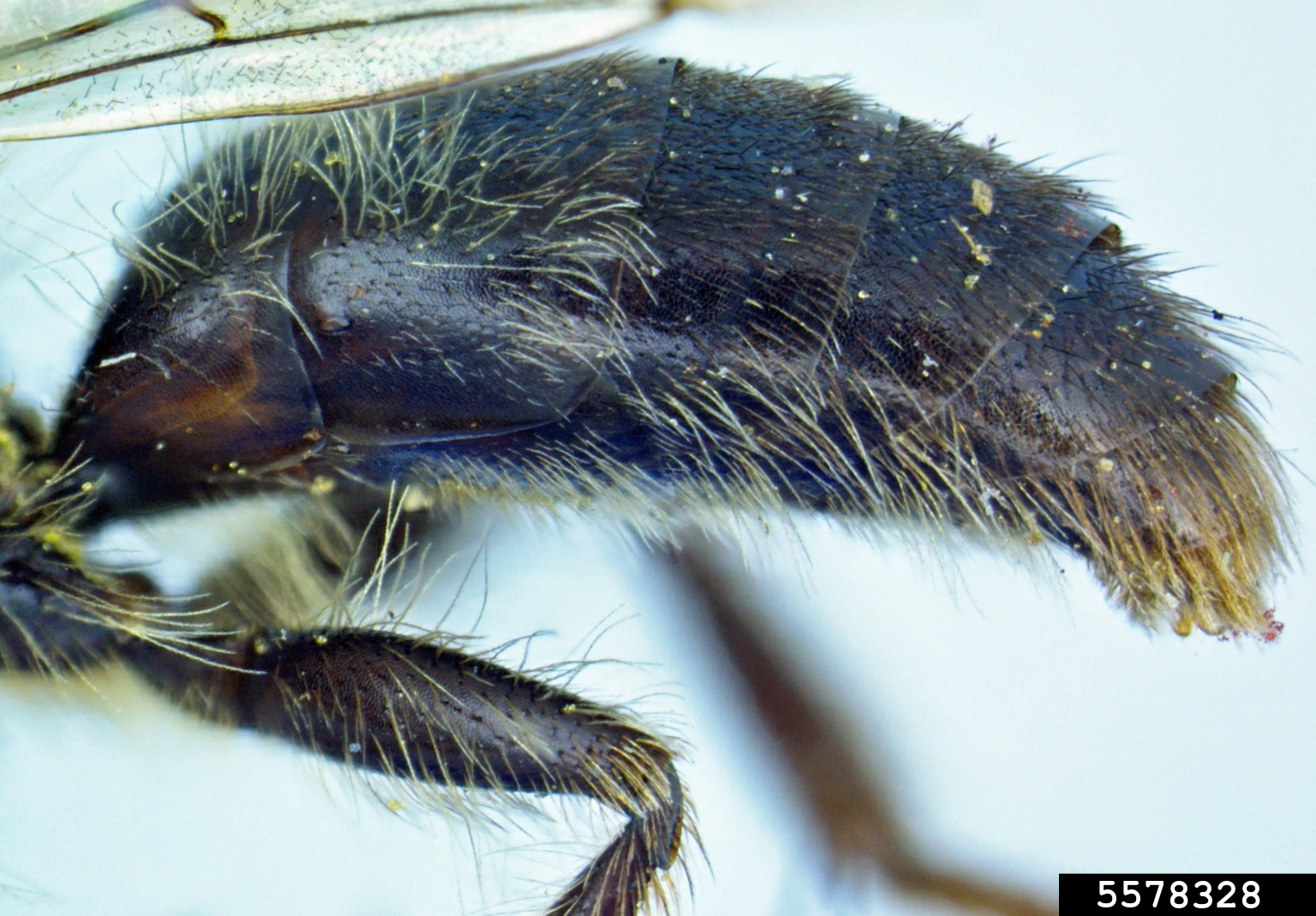 mining bee (Andrena macrocephala Cockerell, 1916)