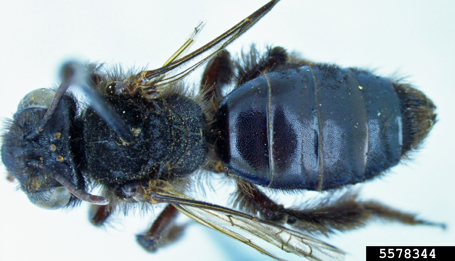 mining bee, Andrena furva (Hymenoptera: Andrenidae) - 5578344