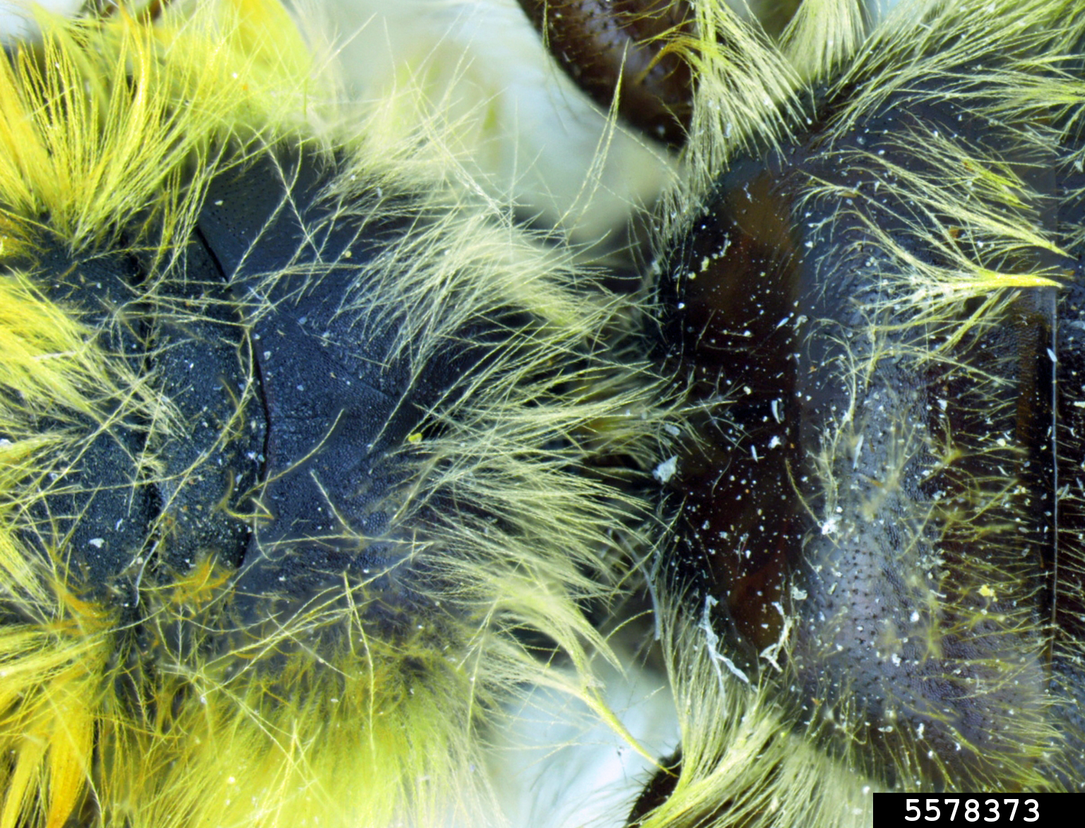 mining bee (Andrena decolorata LaBerge & Thorp, 2005)