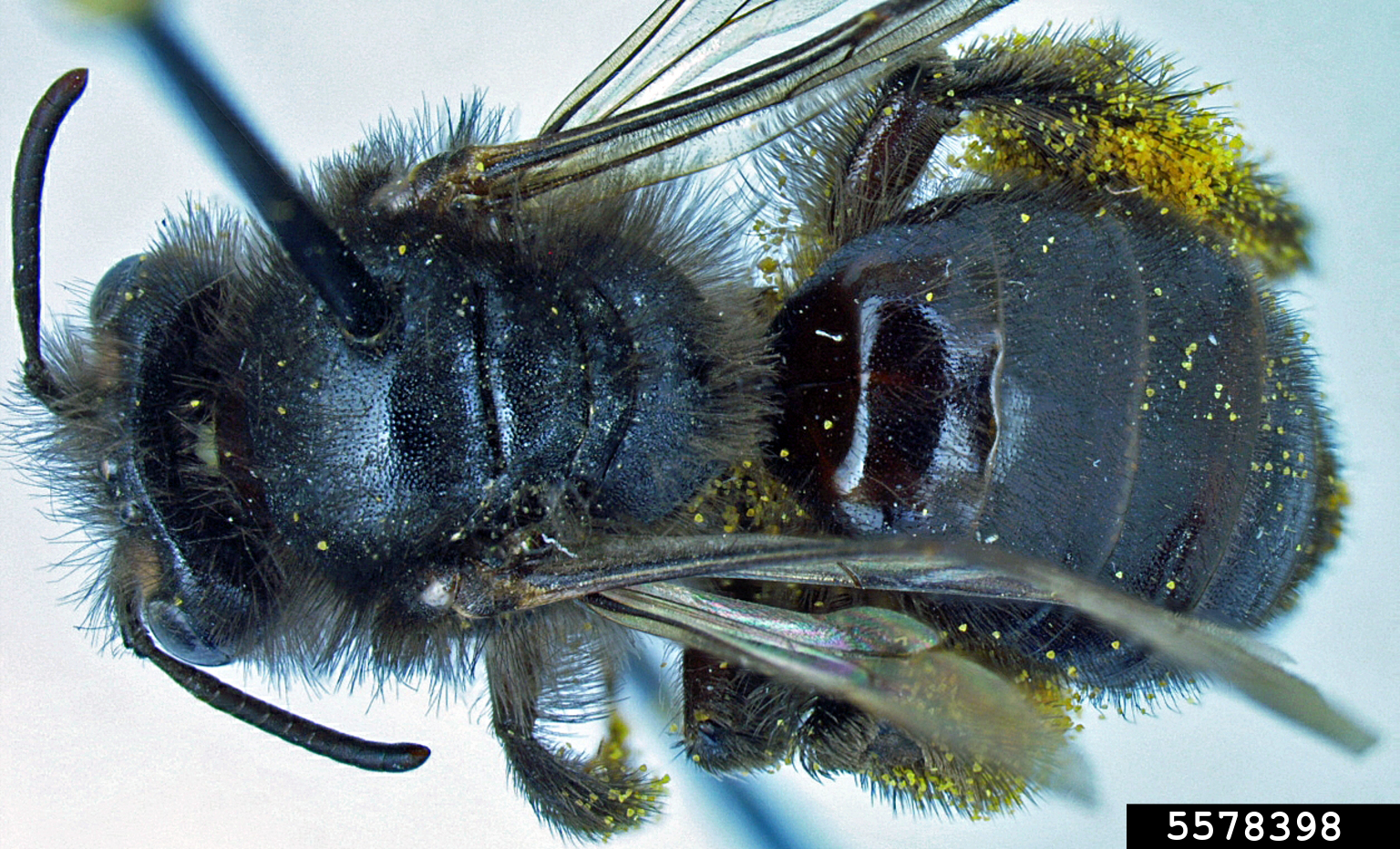 mining bee (Andrena deserticola Timberlake, 1937)