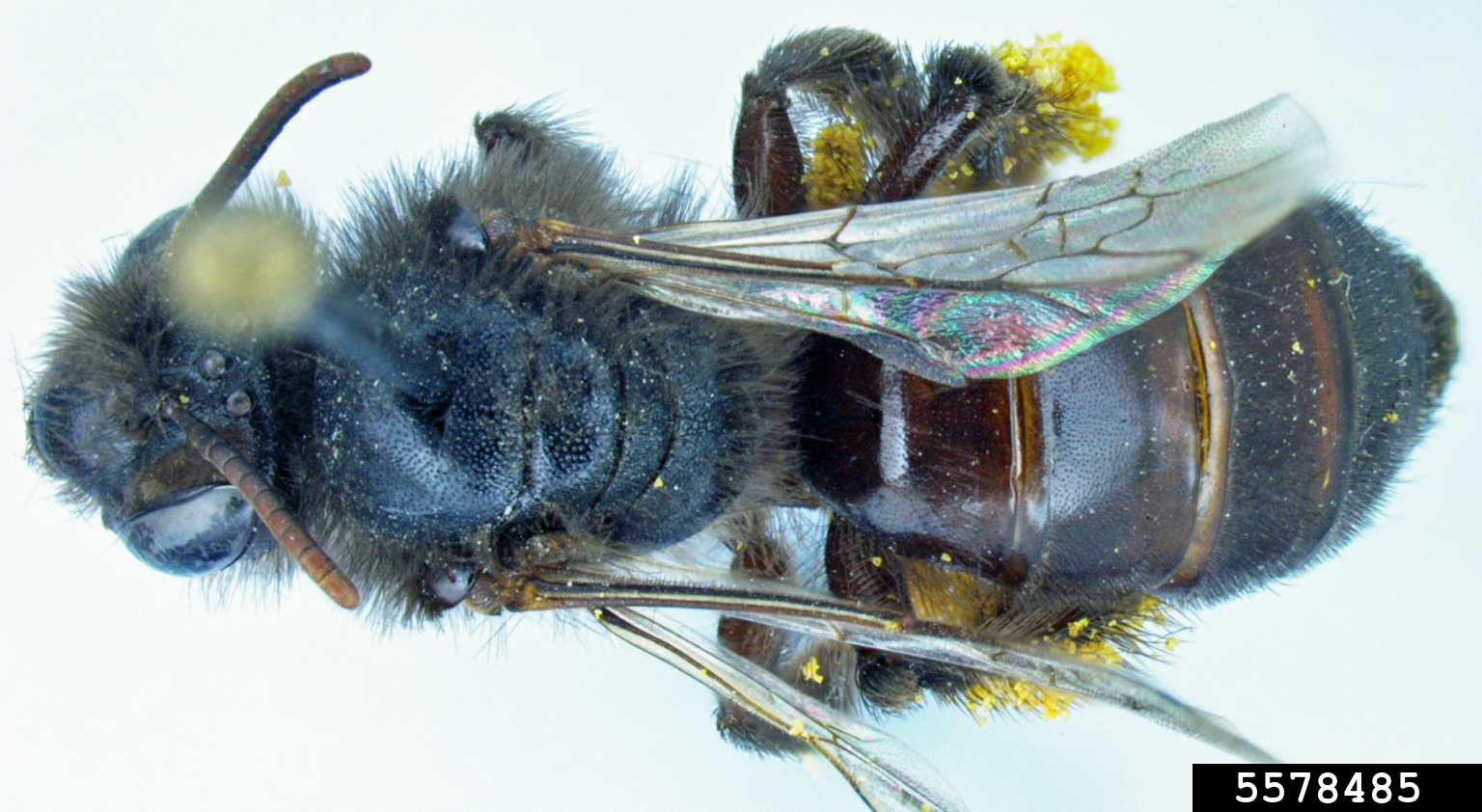 mining bee (Andrena linsleyi Timberlake, 1937)