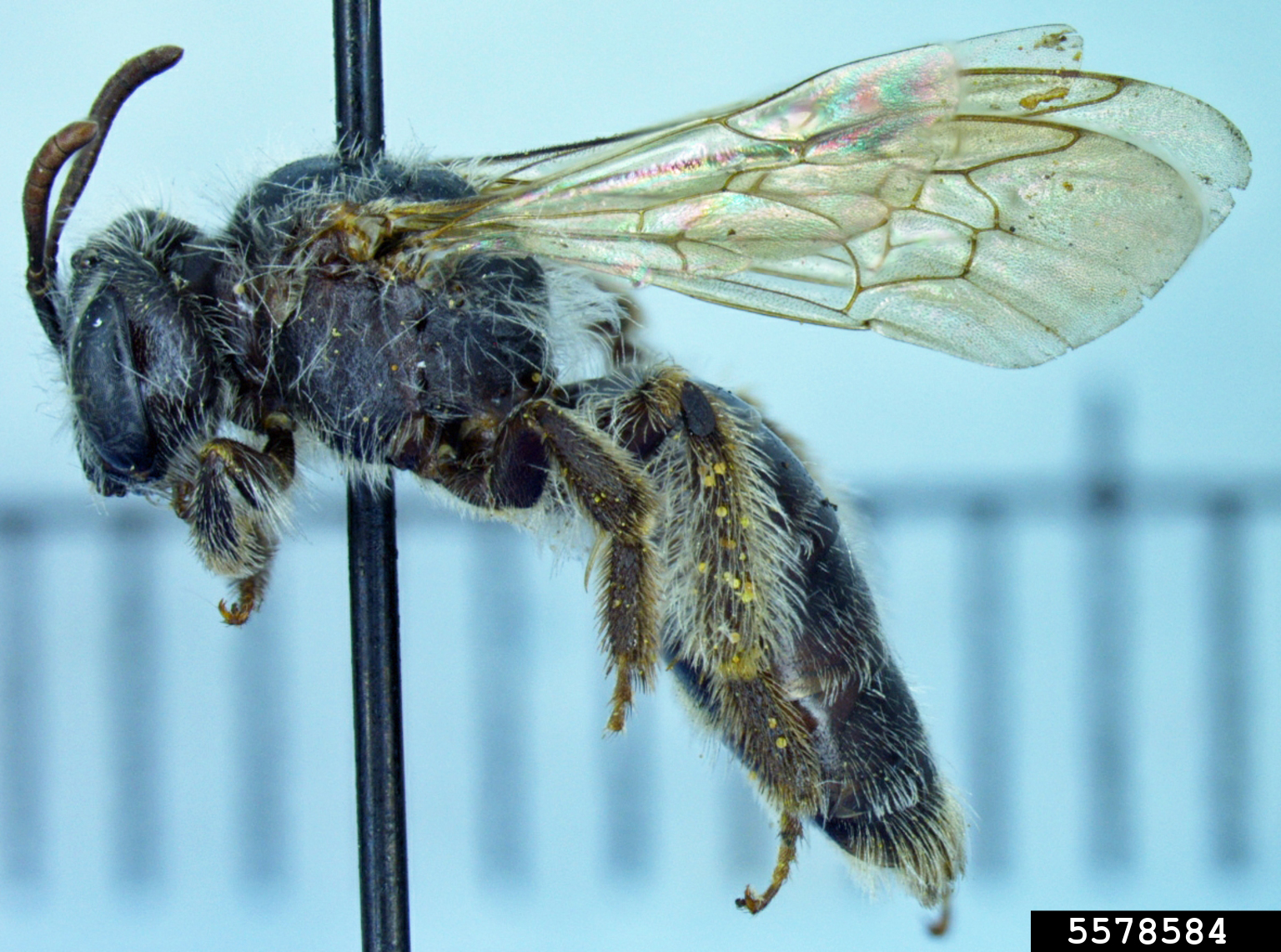 mining bee (Andrena distans Provancher, 1888)