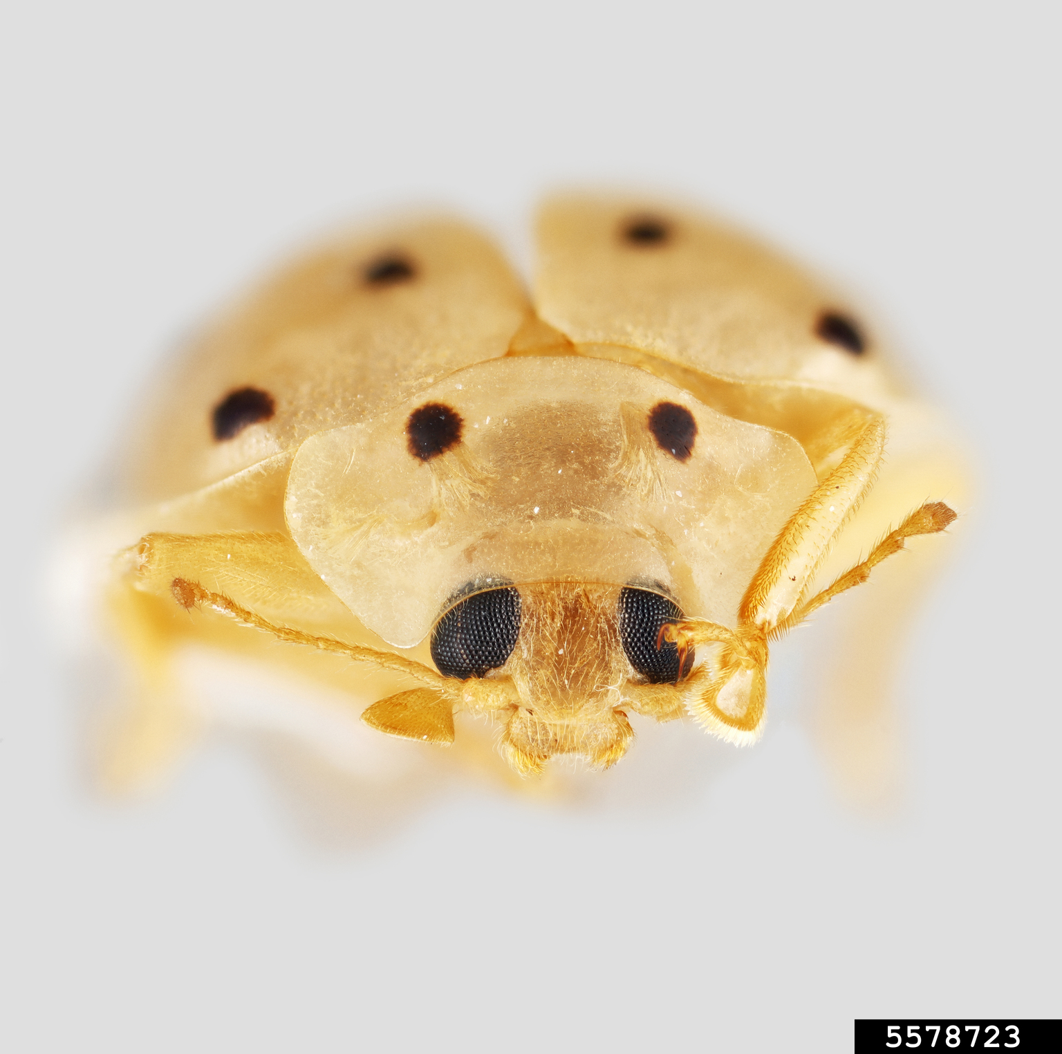 cream-colored lady beetle (Neohalyzia perroudi (Mulsant))