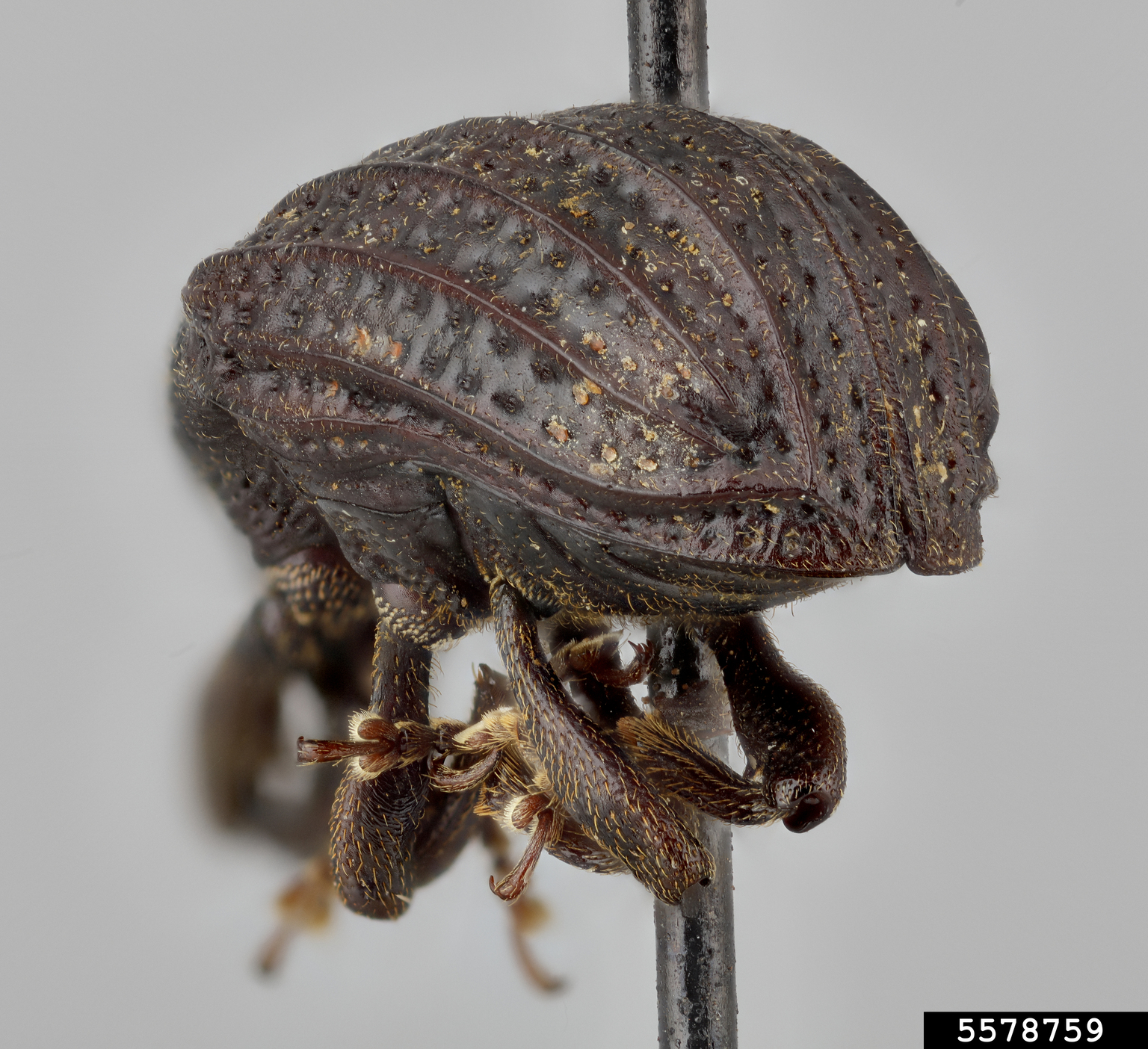 weevil (Rhyssomatus acutecostatus Champion)