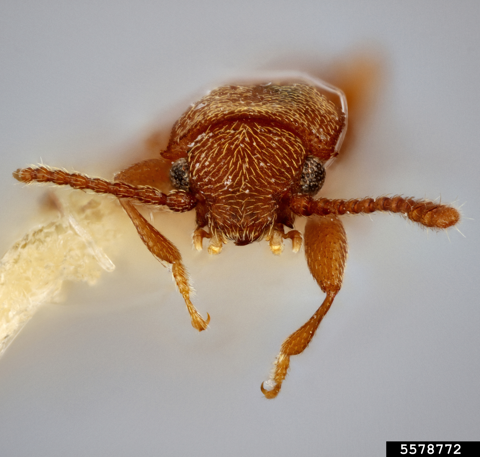 Asian silvanid beetle (Silvanus lewisi Reitter,1876)