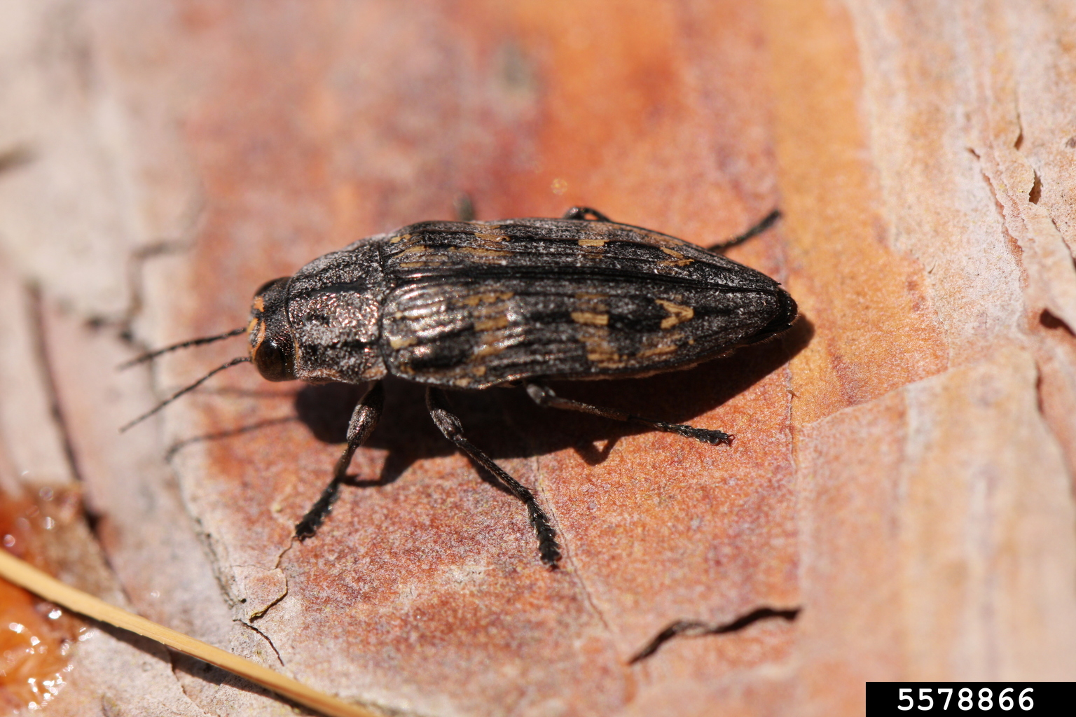 metallic wood-boring beetle (Buprestis consularis Gory, 1841)