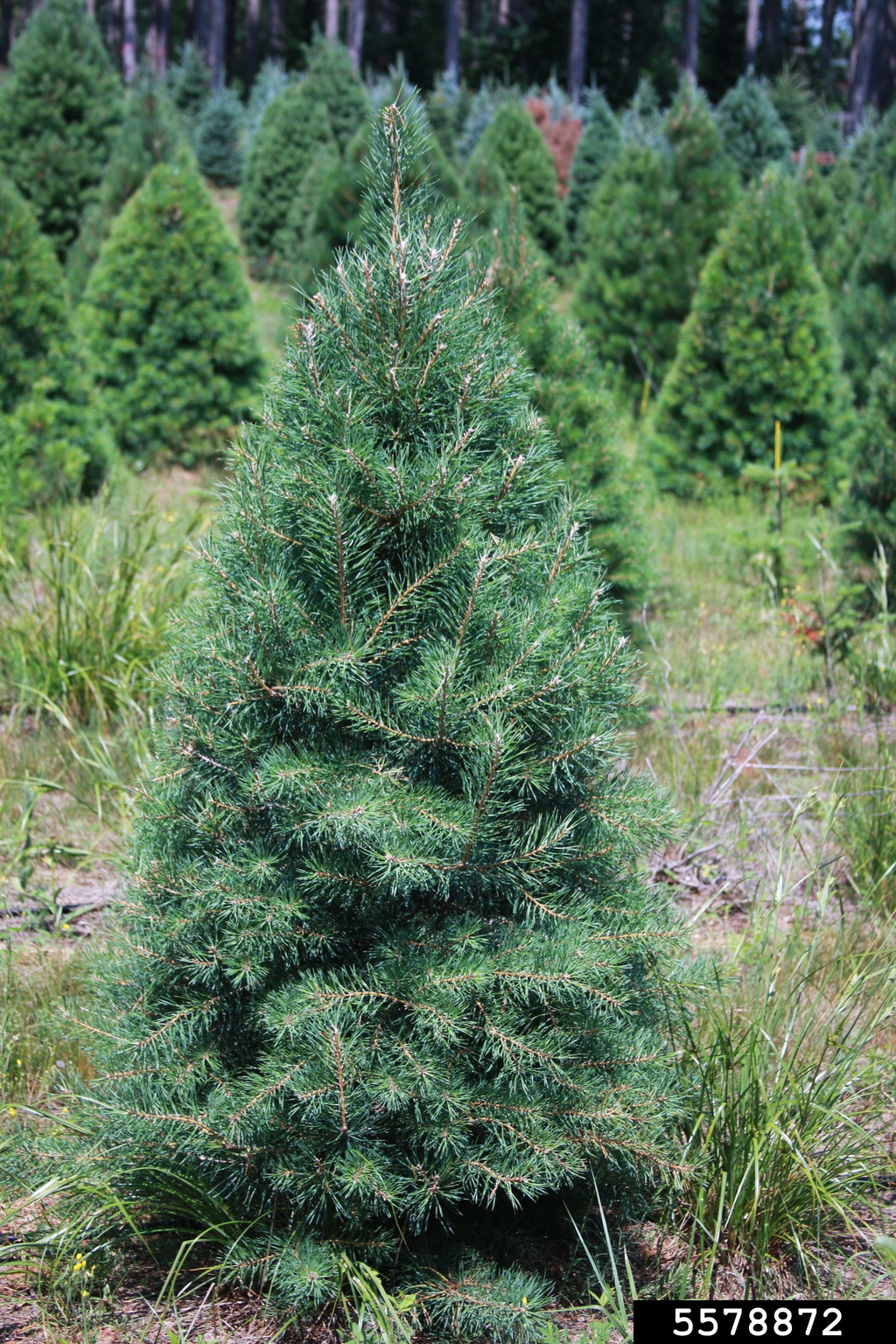 Scots pine (Pinus sylvestris L.)