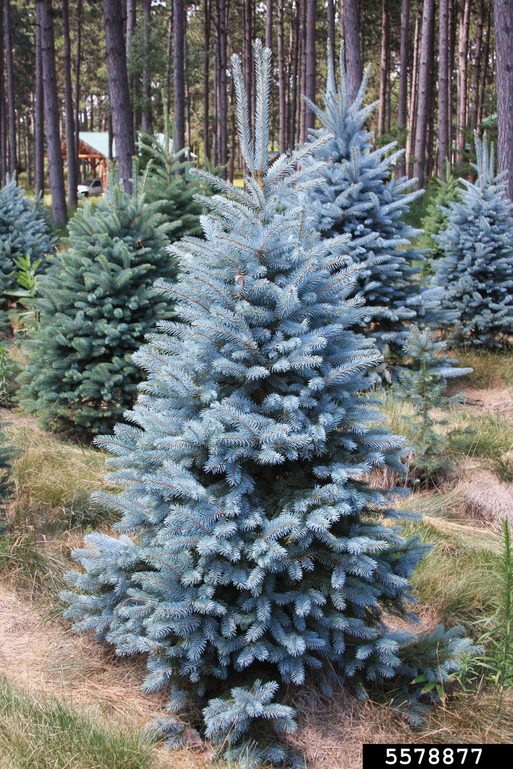 blue spruce (Picea pungens Engelm.)