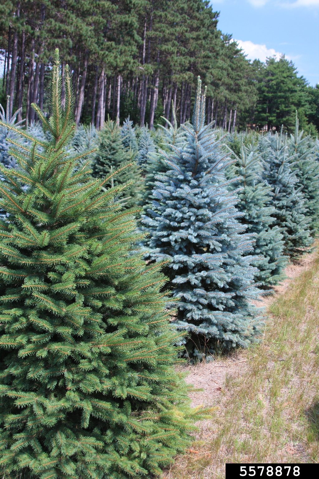 blue spruce (Picea pungens)