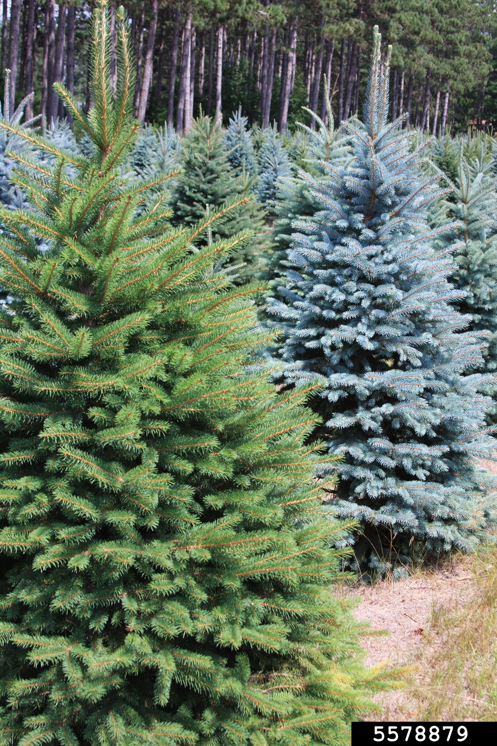 blue spruce (Picea pungens)