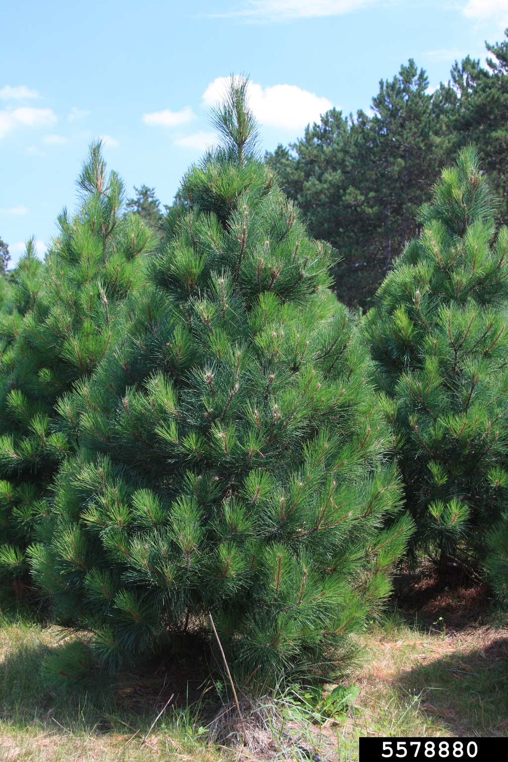red pine (Pinus resinosa)