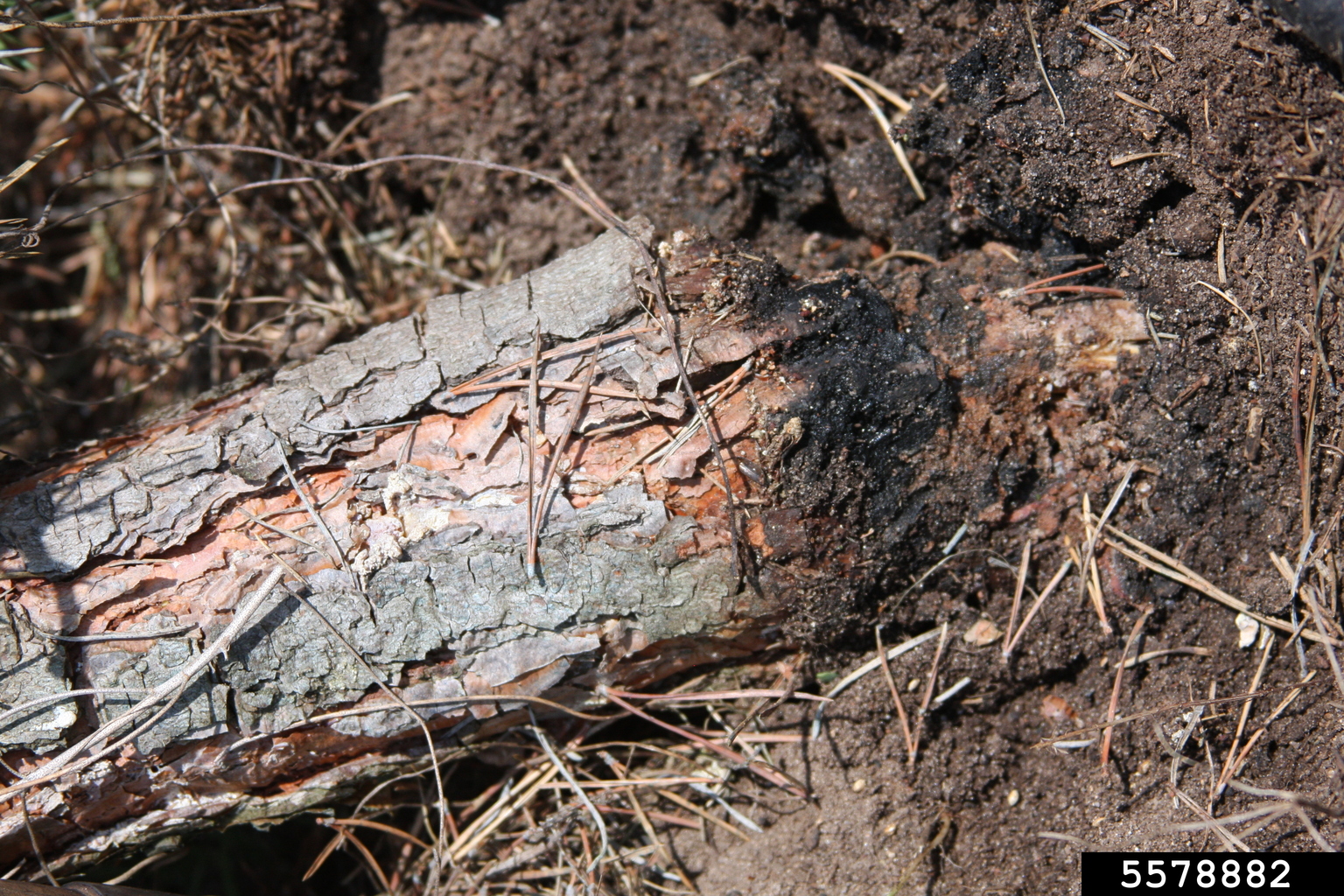 pine root collar weevil (Hylobius radicis)