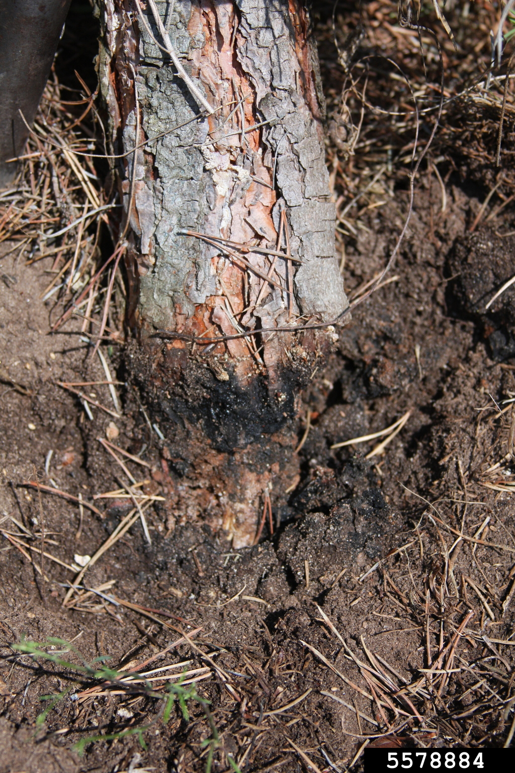 pine root collar weevil (Hylobius radicis)