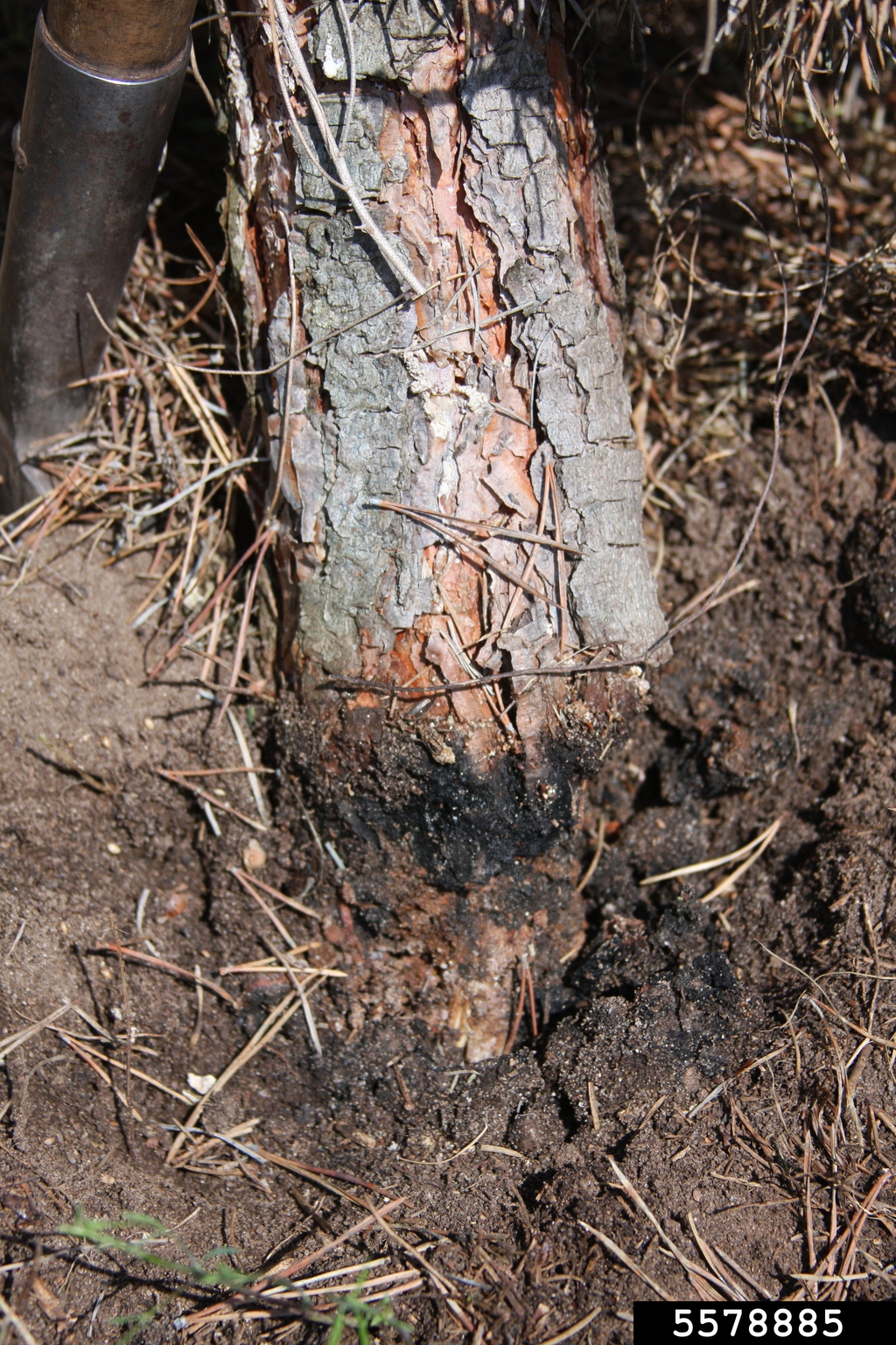 pine root collar weevil (Hylobius radicis)