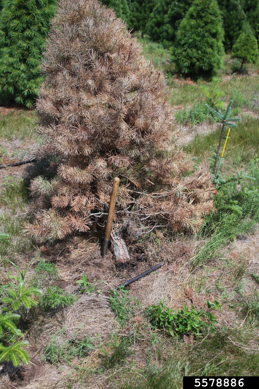pine root collar weevil (Hylobius radicis)