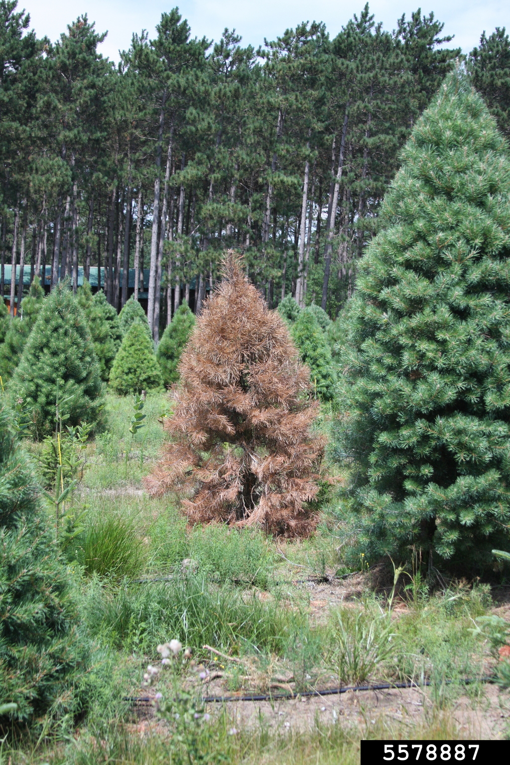 pine root collar weevil (Hylobius radicis)