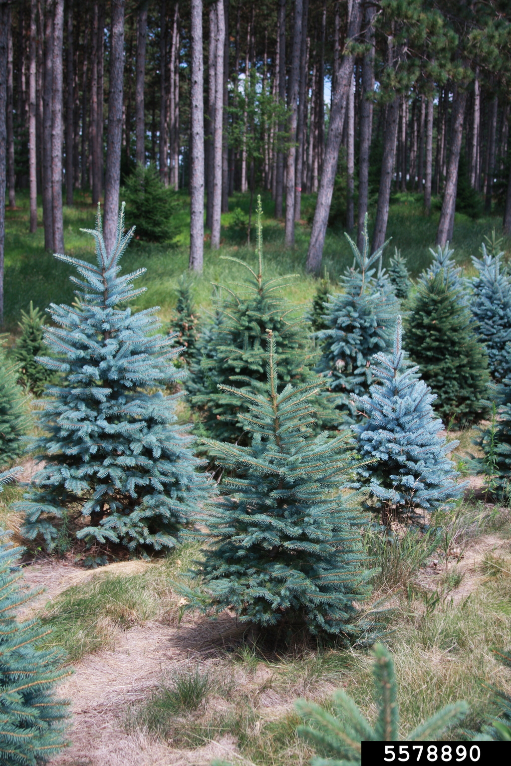 blue spruce (Picea pungens Engelm.)