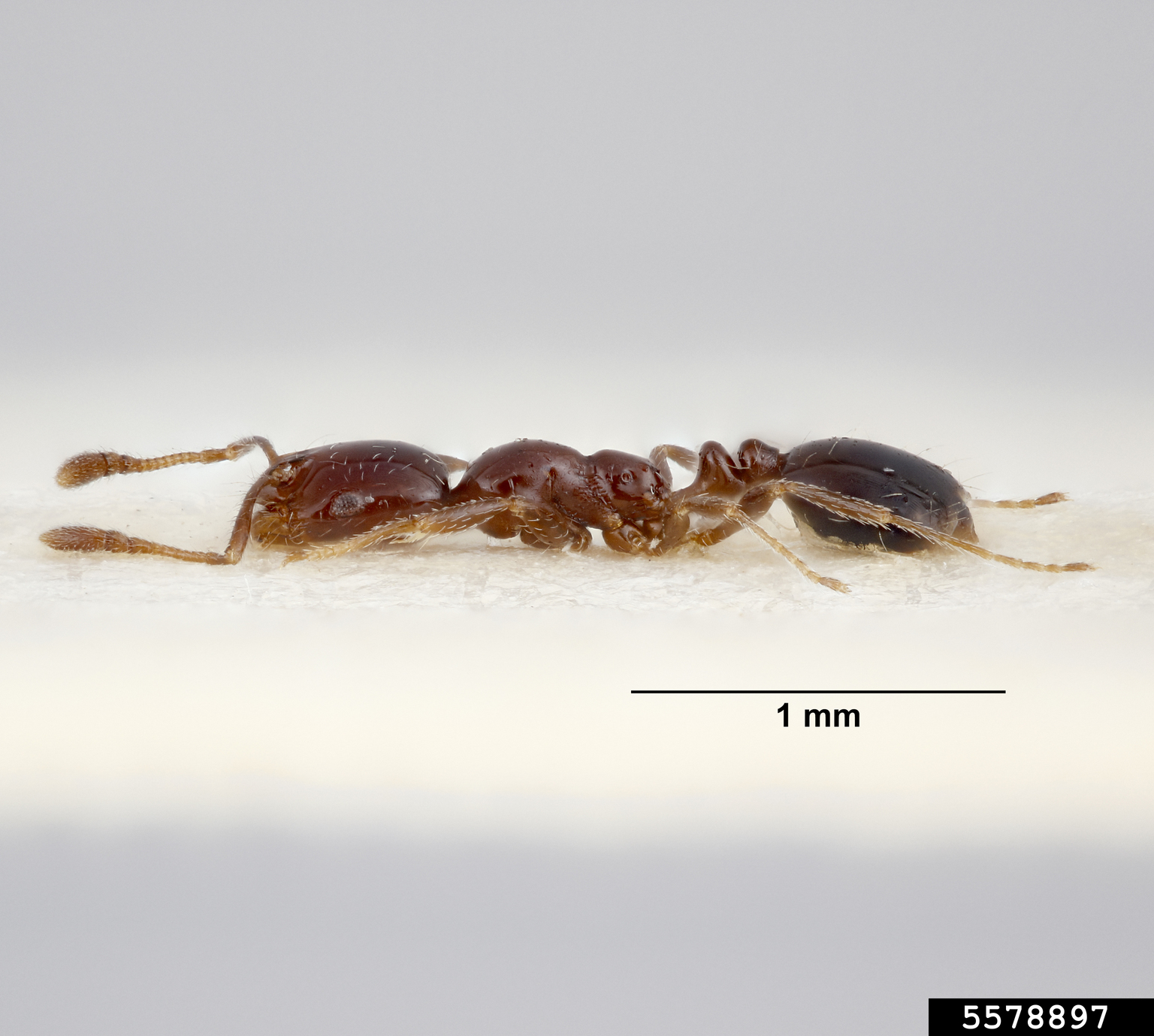 Ant (Monomorium carbonarium)