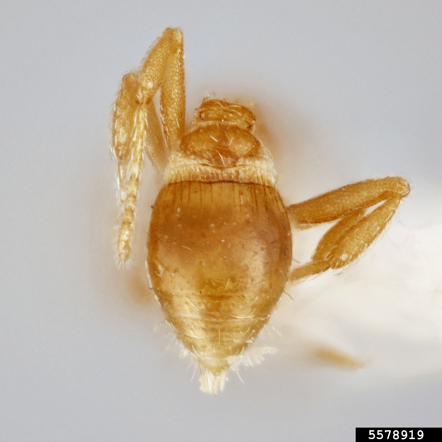 ant (Strumigenys emmae (Emery, 1890))
