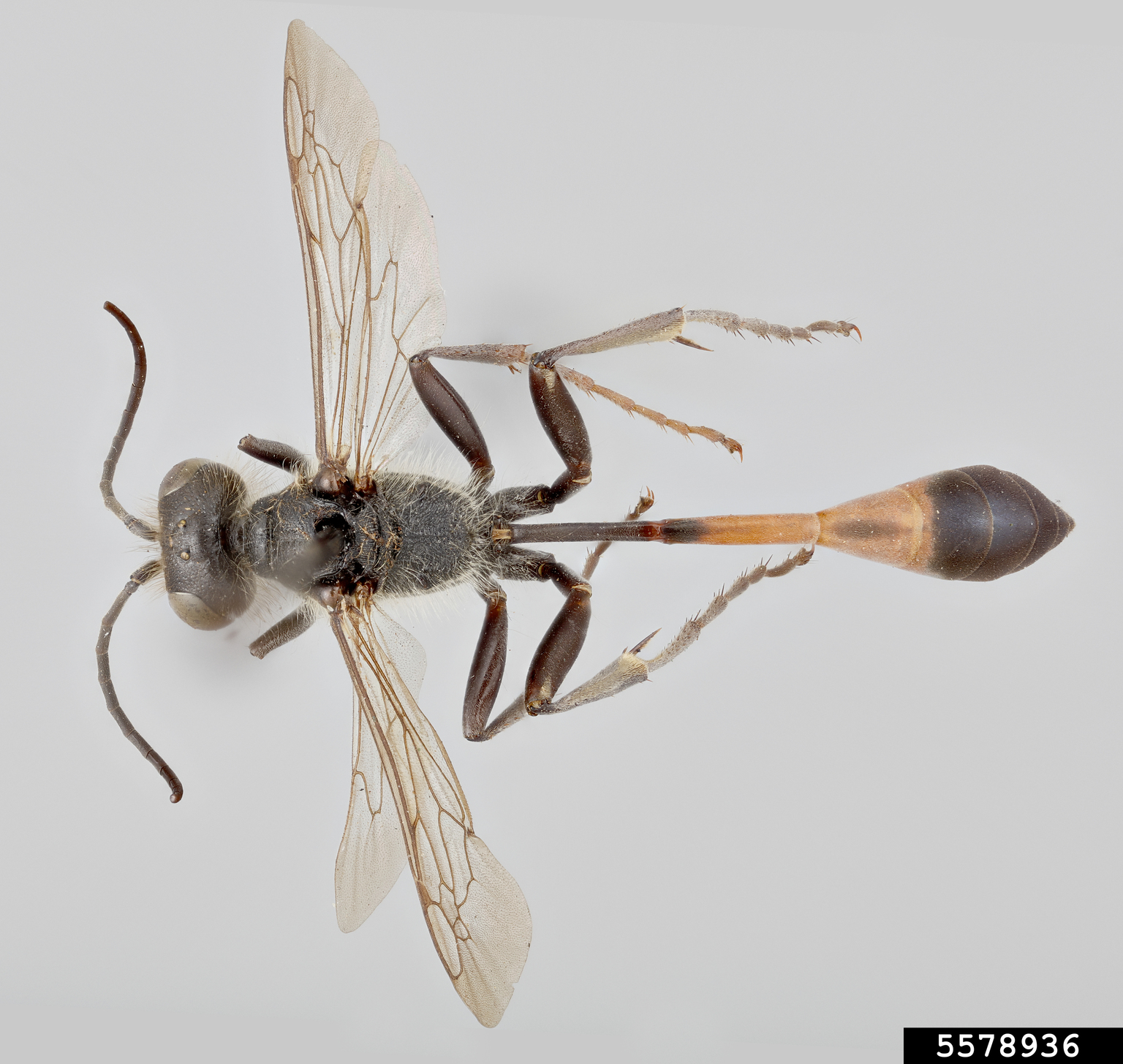 Thread-waisted wasp (Ammophila sabulosa (Linnaeus))