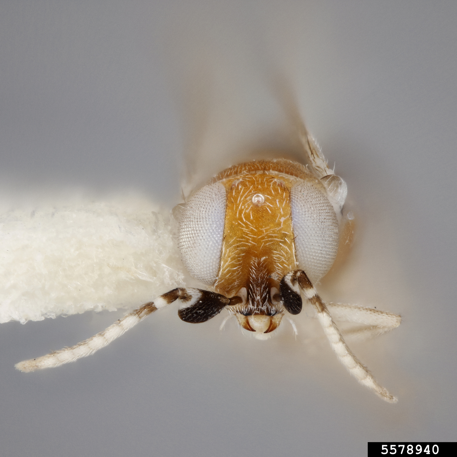 Encyrtid wasp (Anagyrus kamali Moursi)
