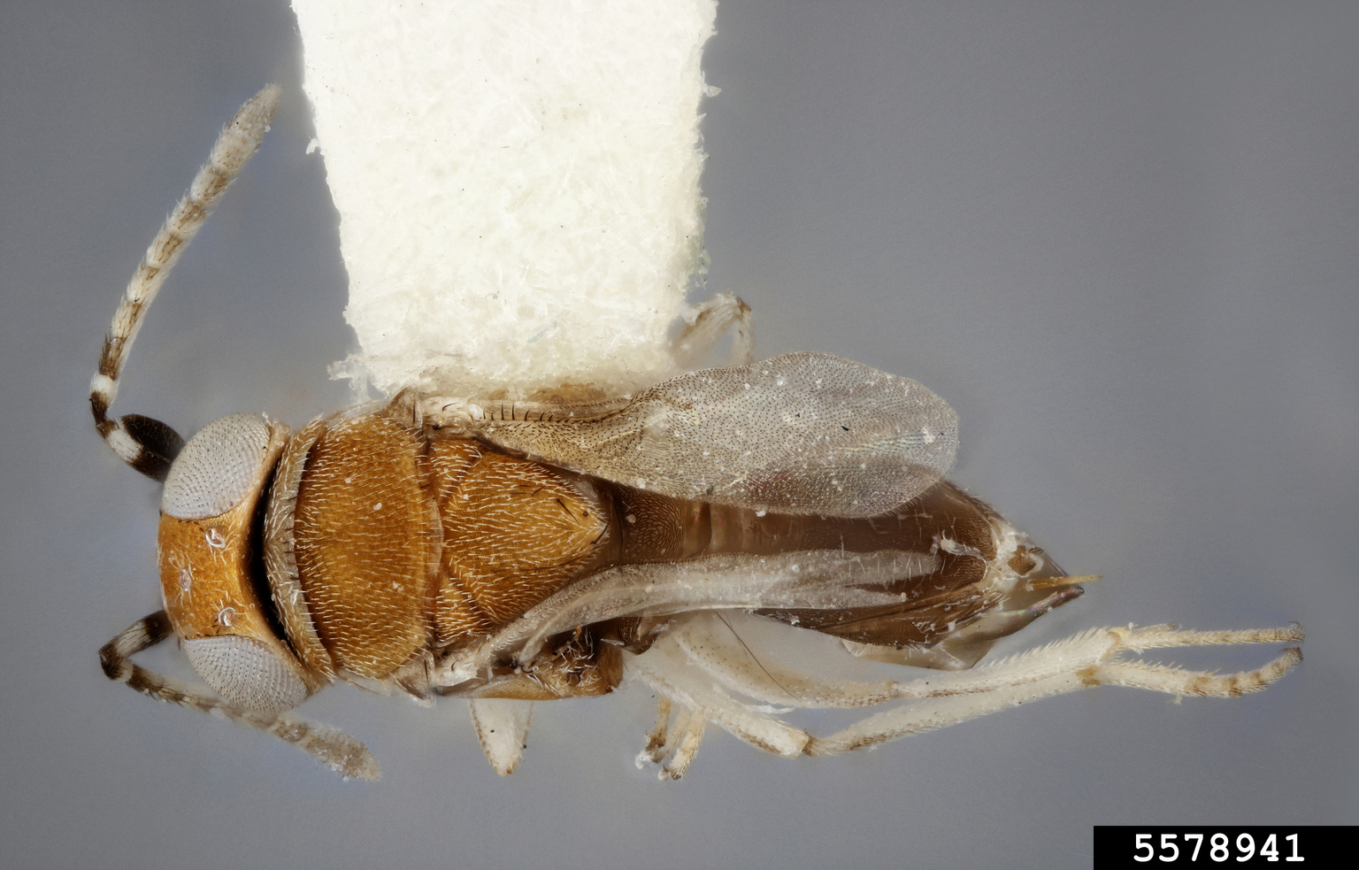 Encyrtid wasp (Anagyrus kamali)