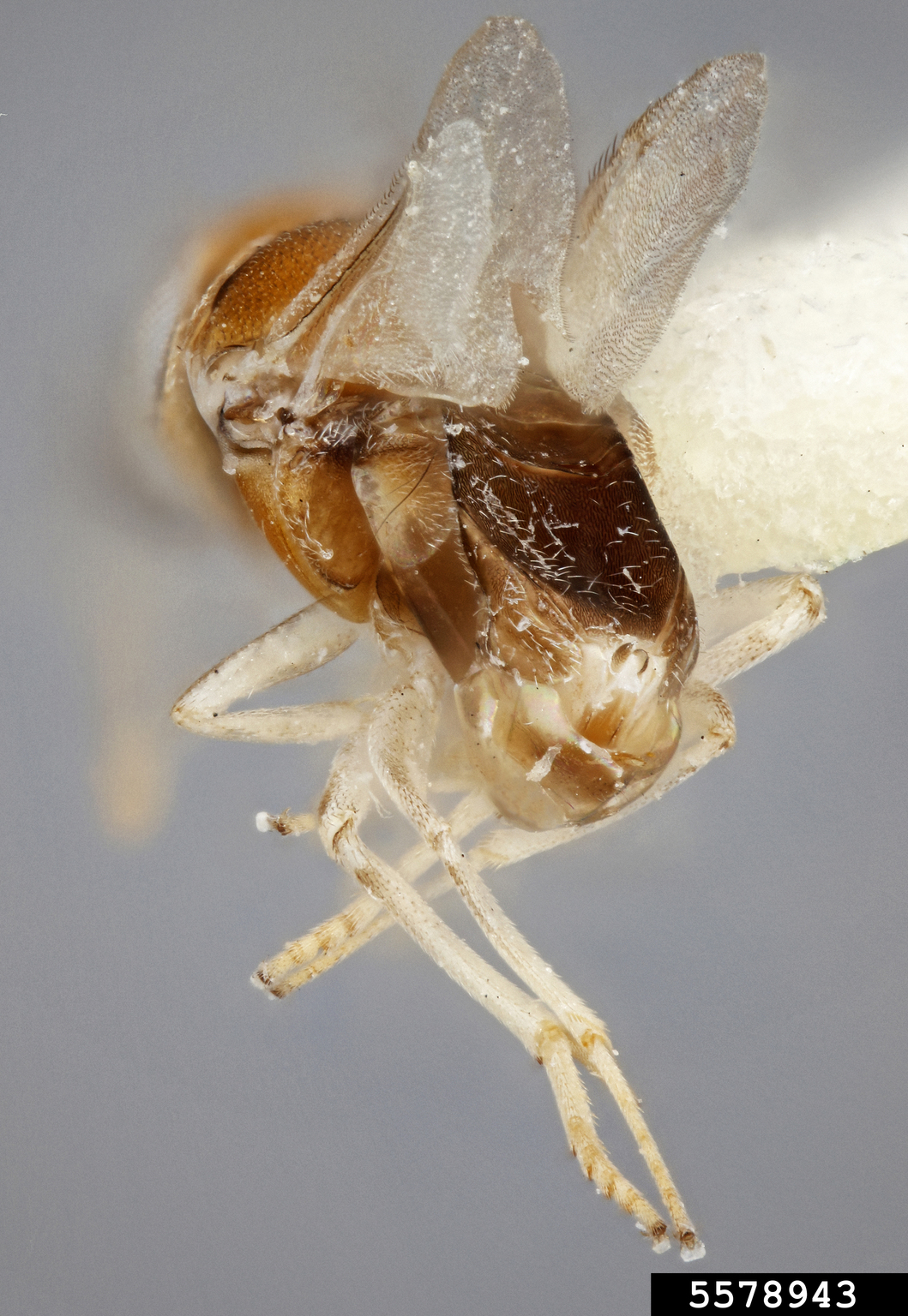 Encyrtid wasp (Anagyrus kamali)