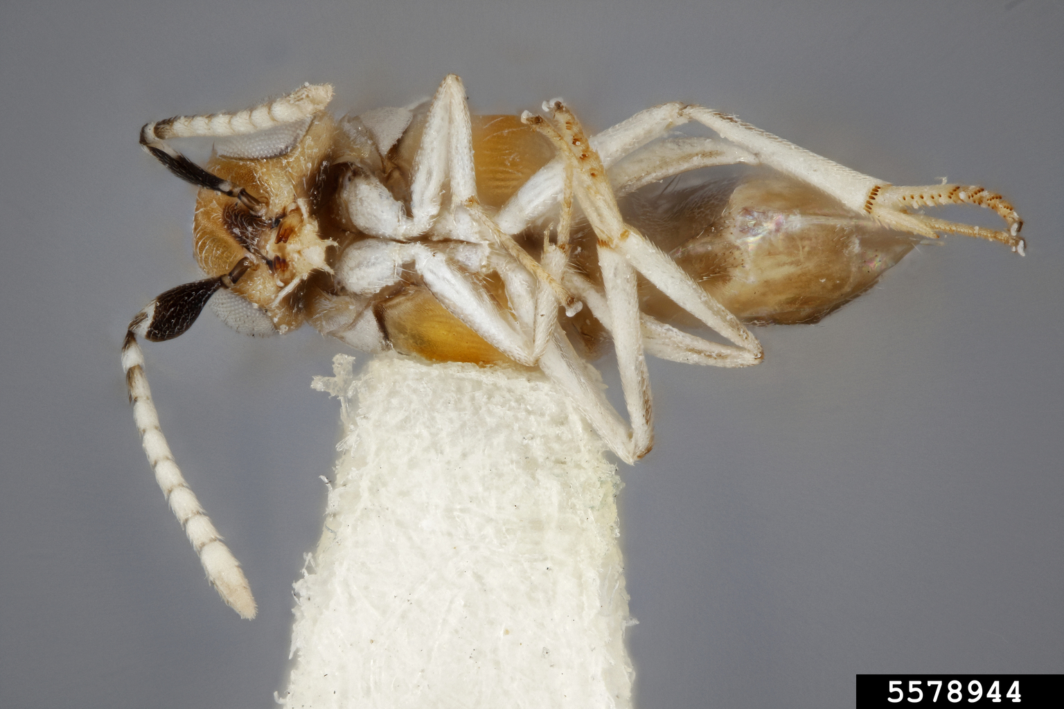 Encyrtid wasp (Anagyrus kamali)