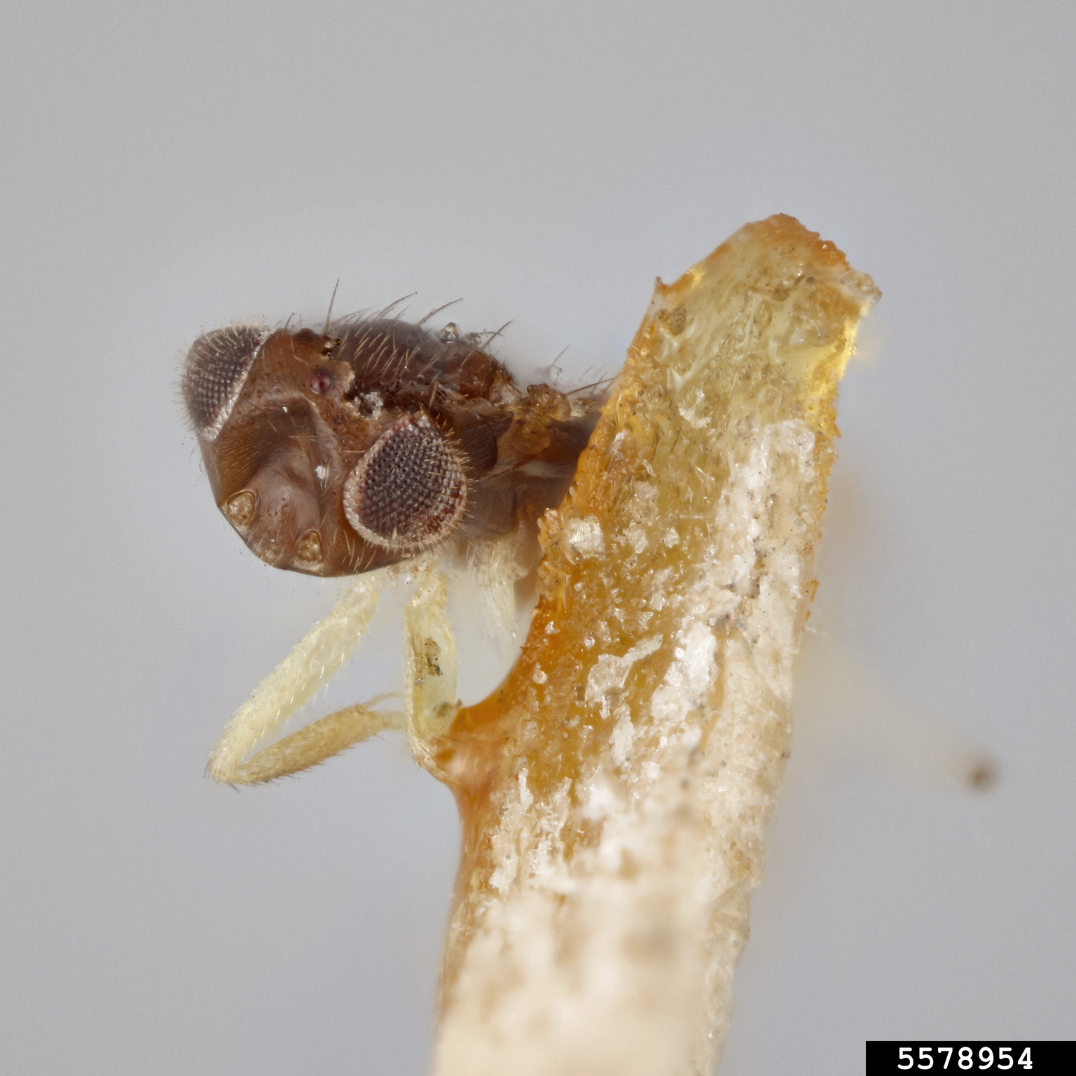 Chalcid wasp (Aphelinus mali)