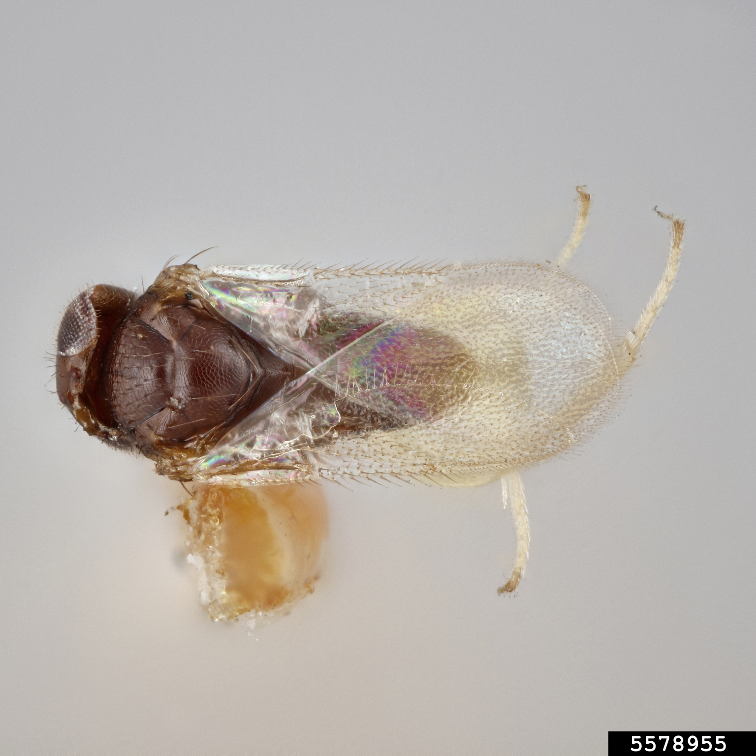 Chalcid wasp (Aphelinus mali (Haldeman))