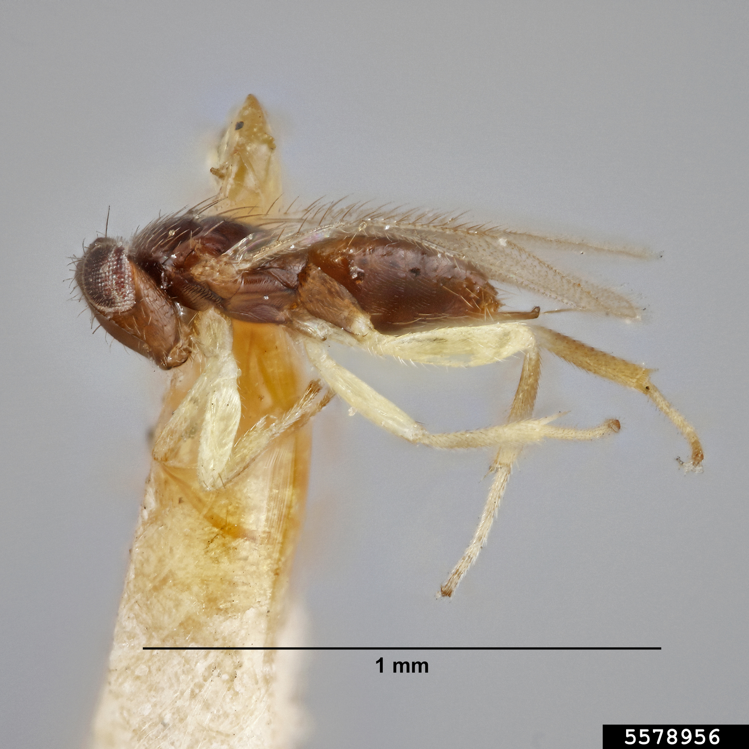 Chalcid wasp (Aphelinus mali)