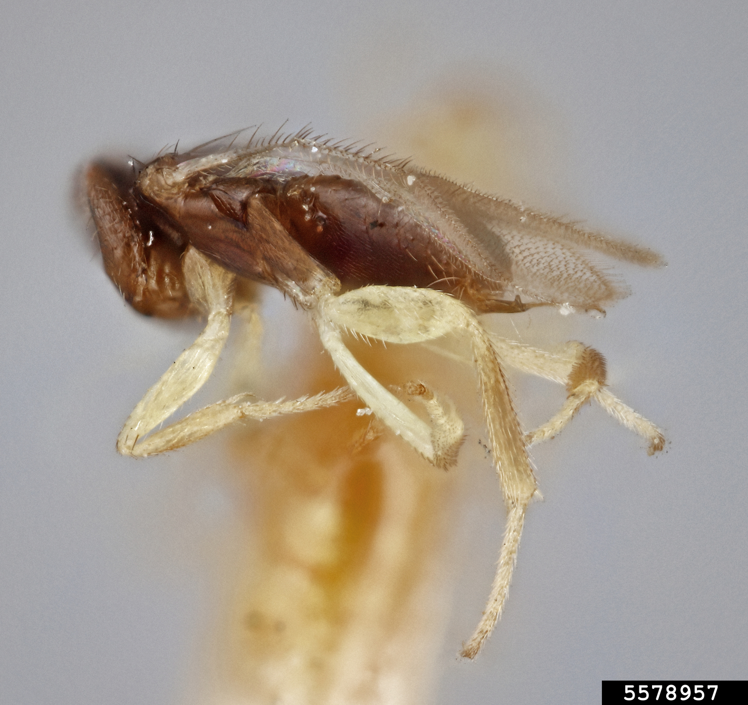 Chalcid wasp (Aphelinus mali)