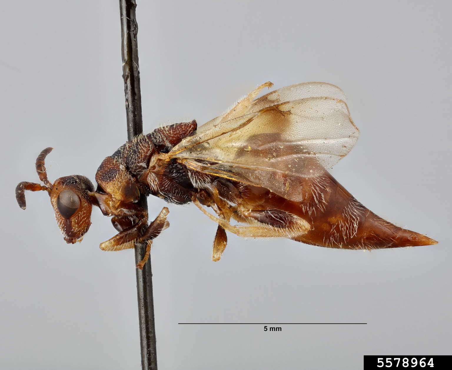 Chalcid wasp (Bephratelloides pomorum Fabricius)