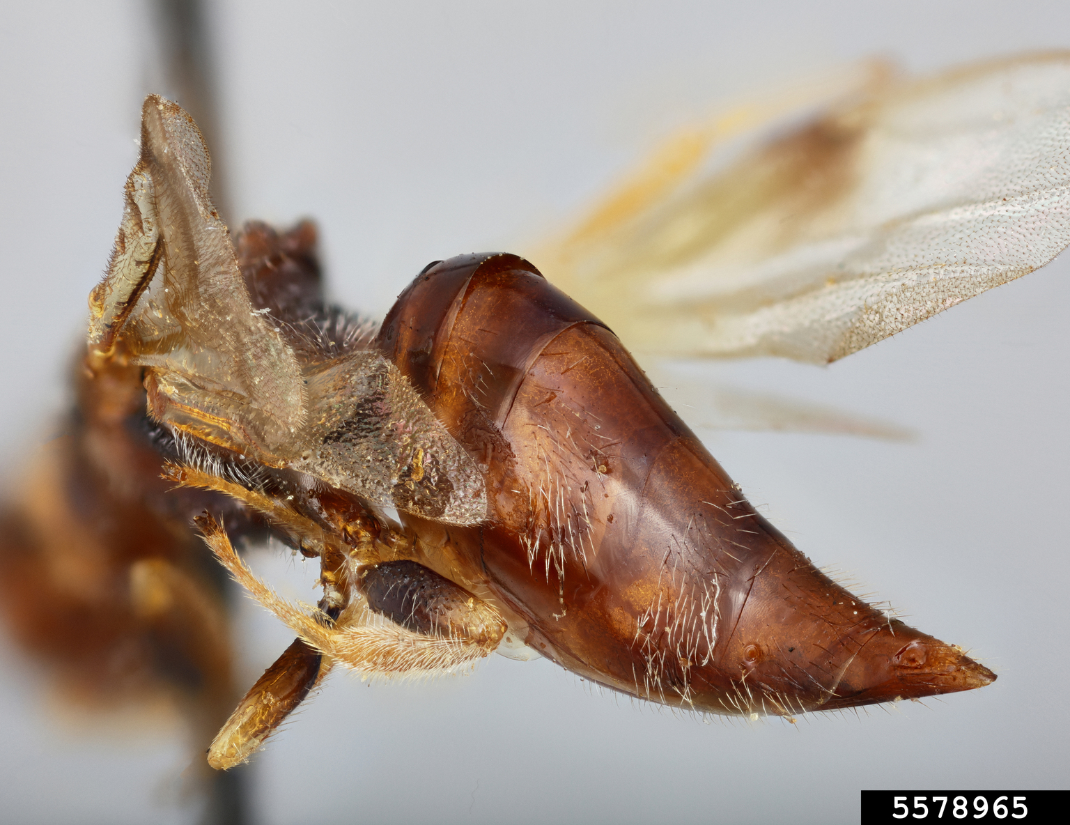 Chalcid wasp (Bephratelloides pomorum)