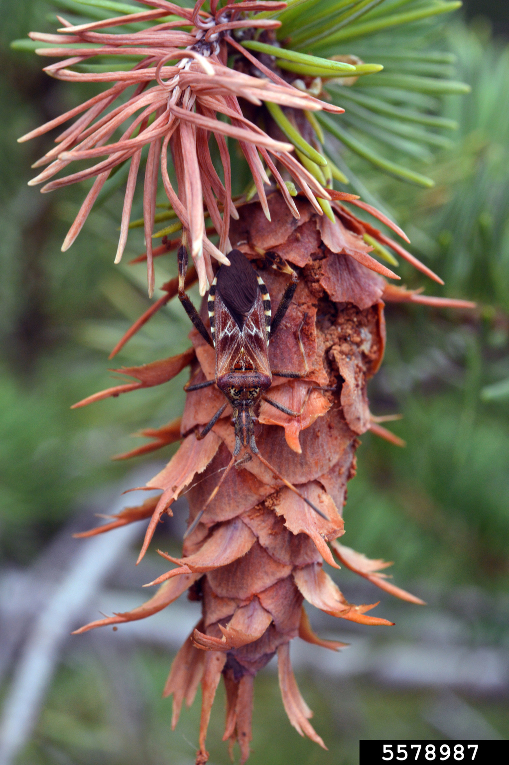 western conifer-seed bug (Leptoglossus occidentalis)